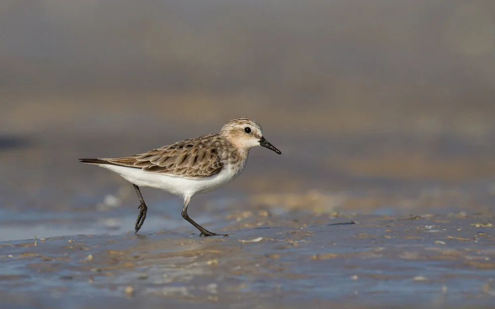 Birds — Broome Bird Observatory