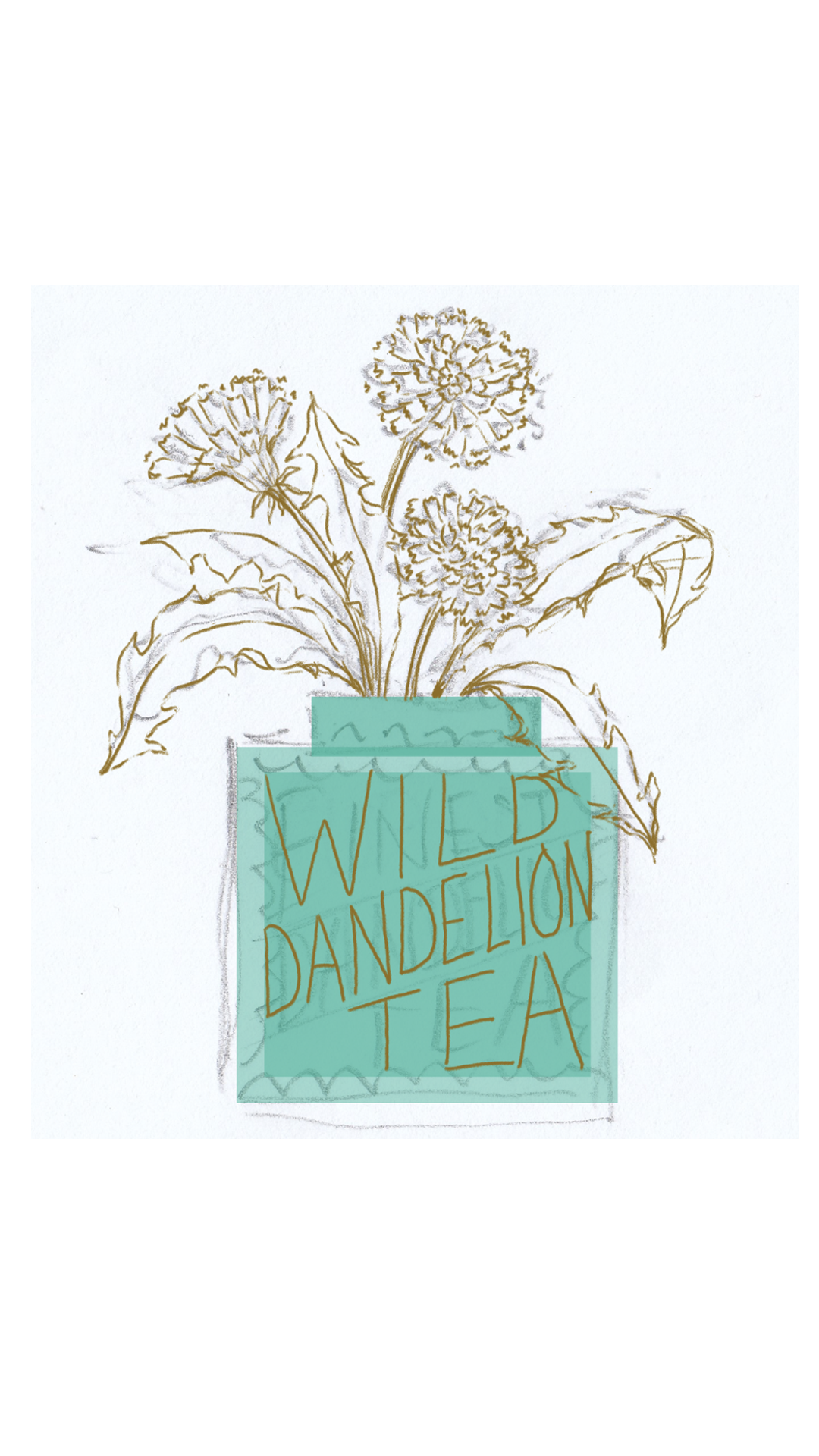 The making of wild dandelion tea illustration — Gooseberry Moon