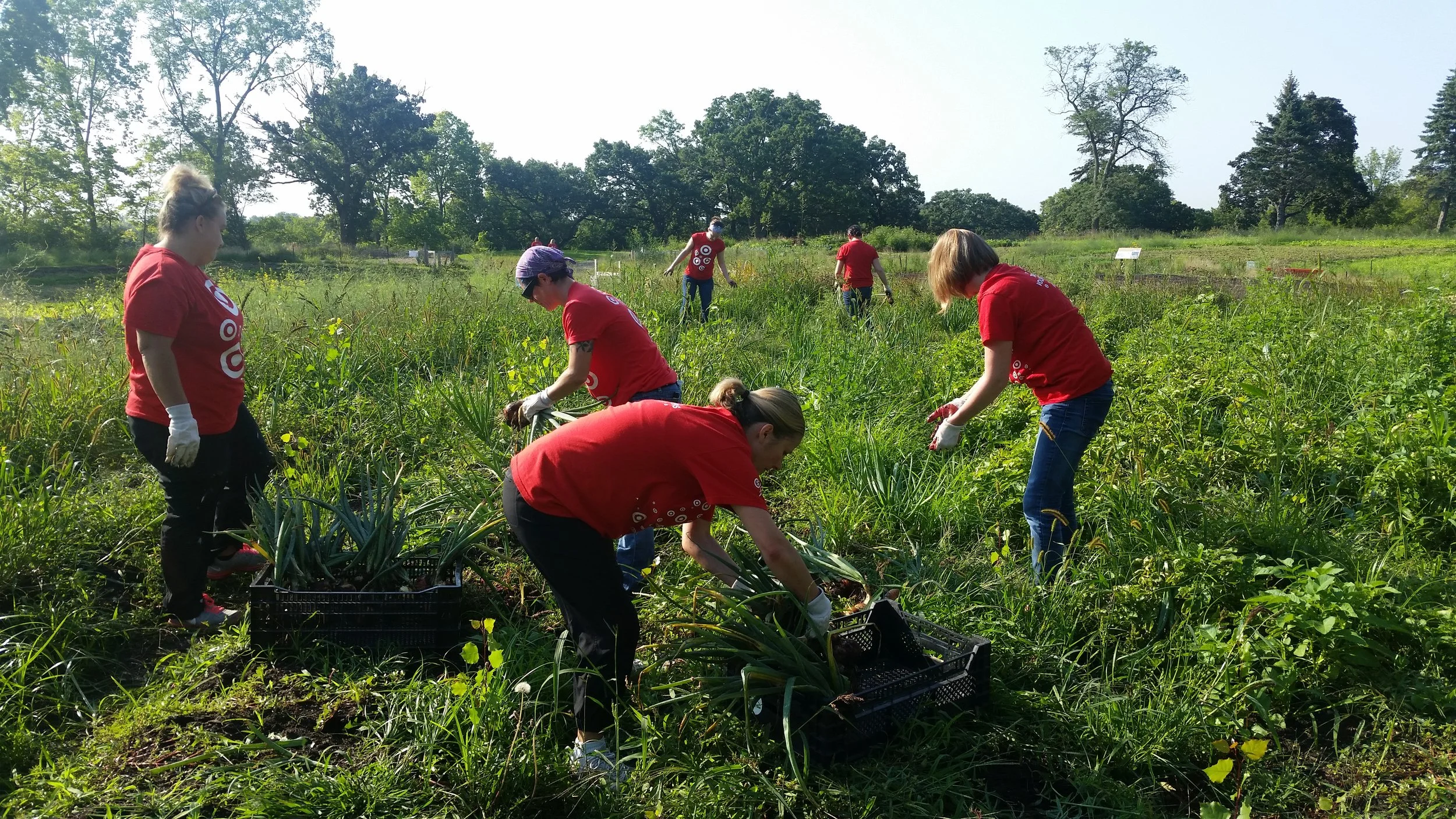 Volunteer — Frogtown Farm