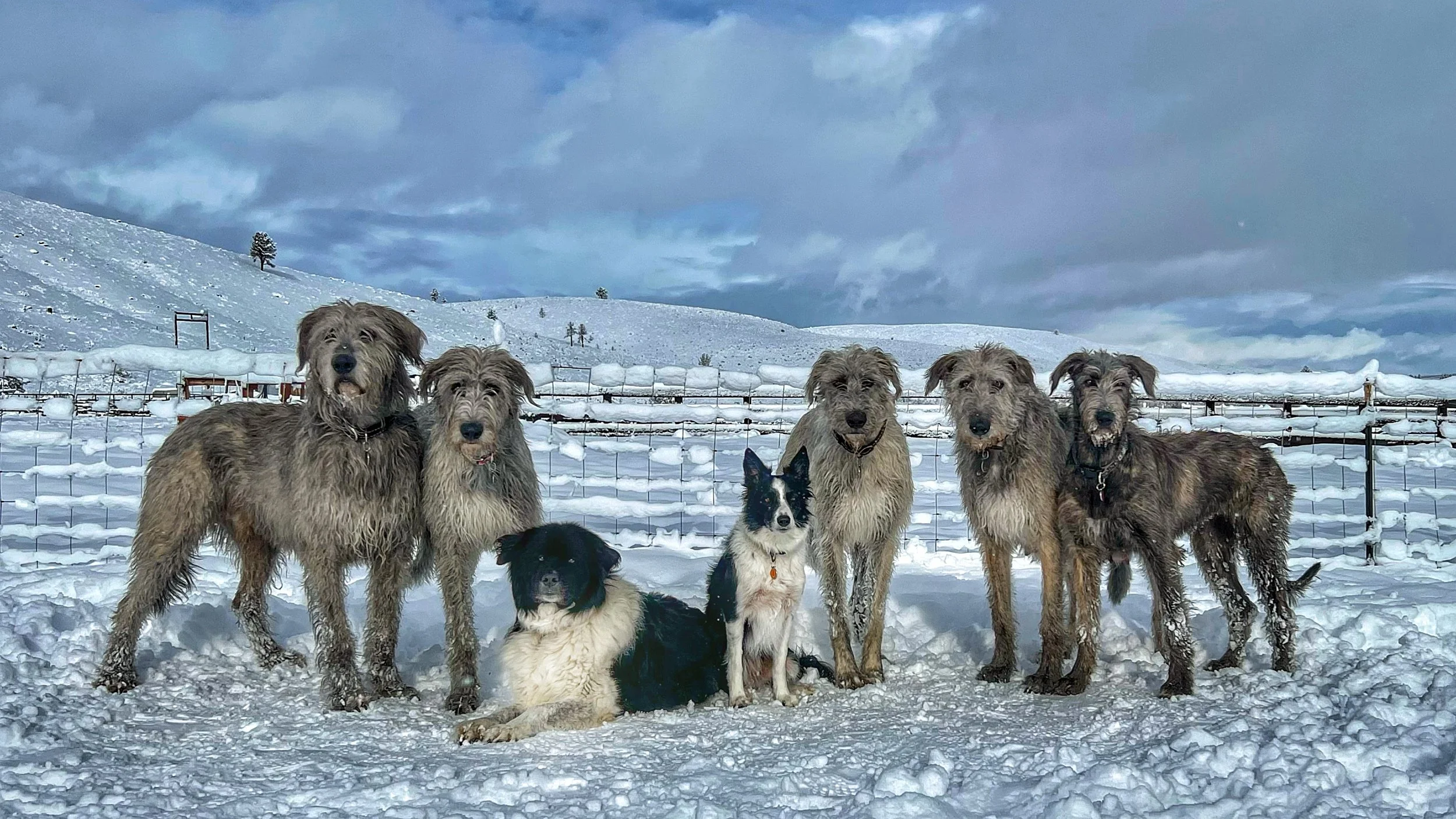 Pet Portrait Photography — Award Winning Photography