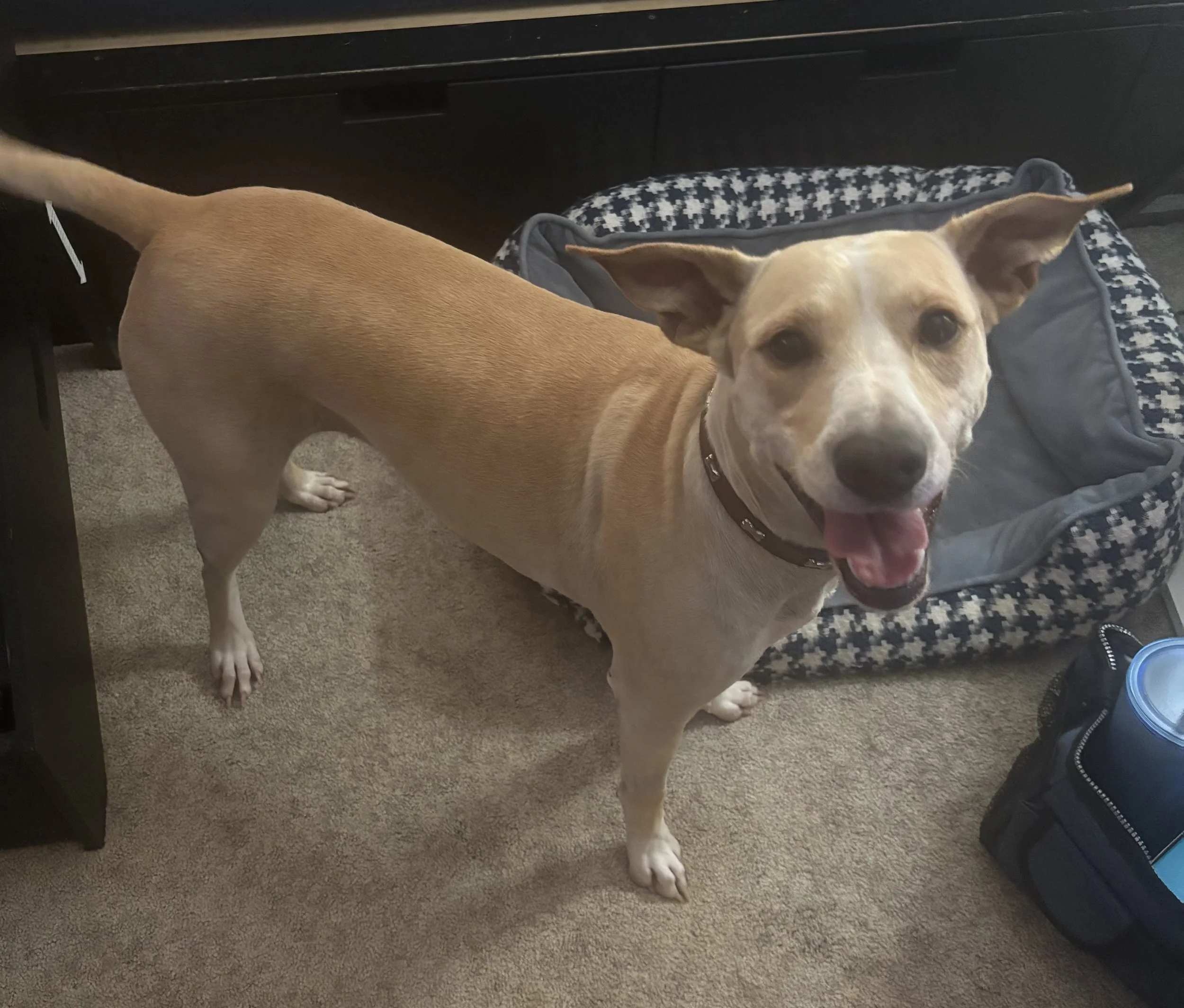 Fur-Angel Foundation