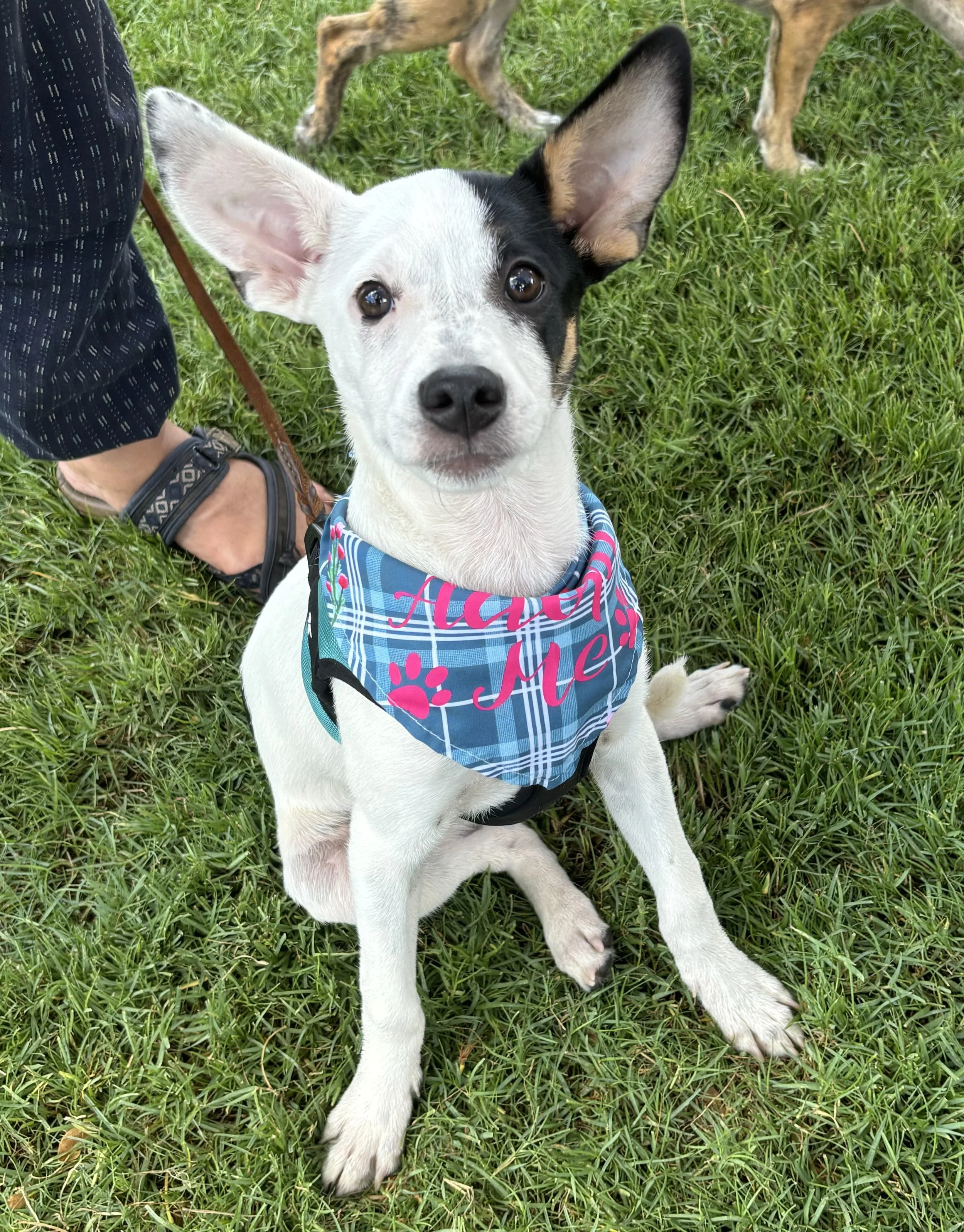 Fur-Angel Foundation
