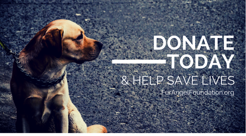 Help FAF Today — Fur-Angel Foundation