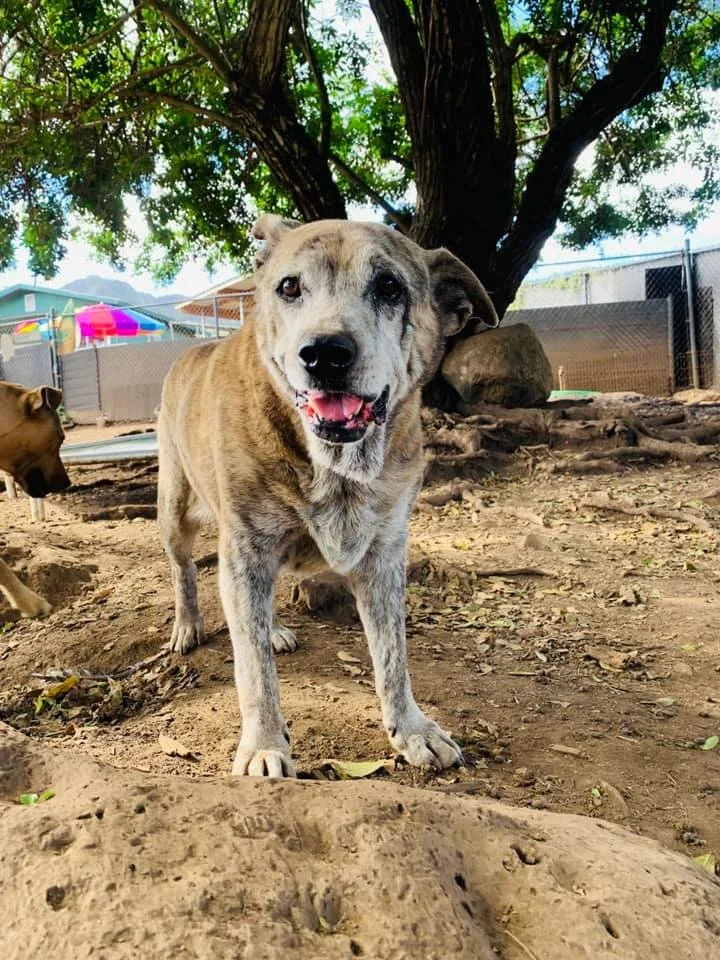 Adopt — Fur-Angel Foundation