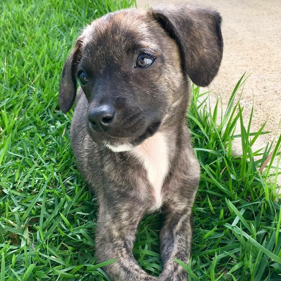 Foster — Fur-Angel Foundation