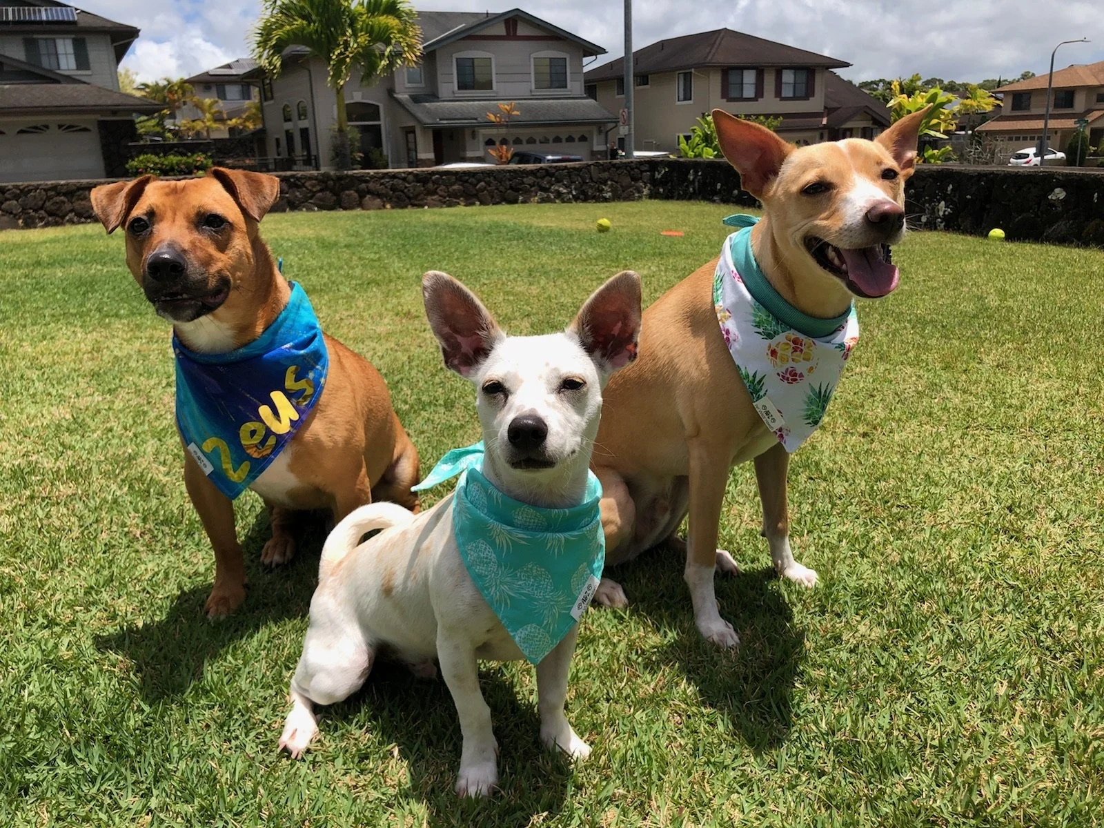 Foster — Fur-Angel Foundation