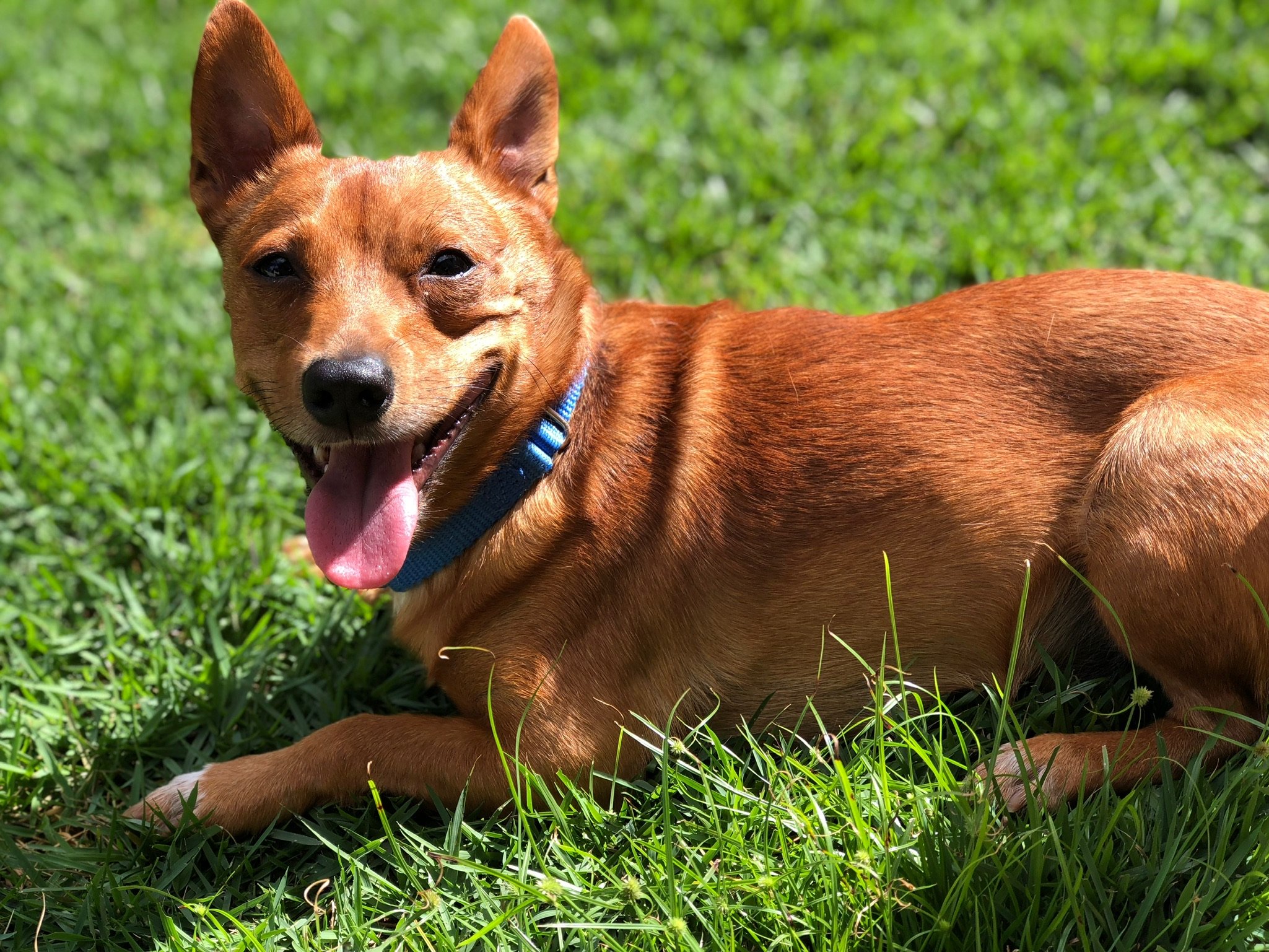 Foster — Fur-Angel Foundation