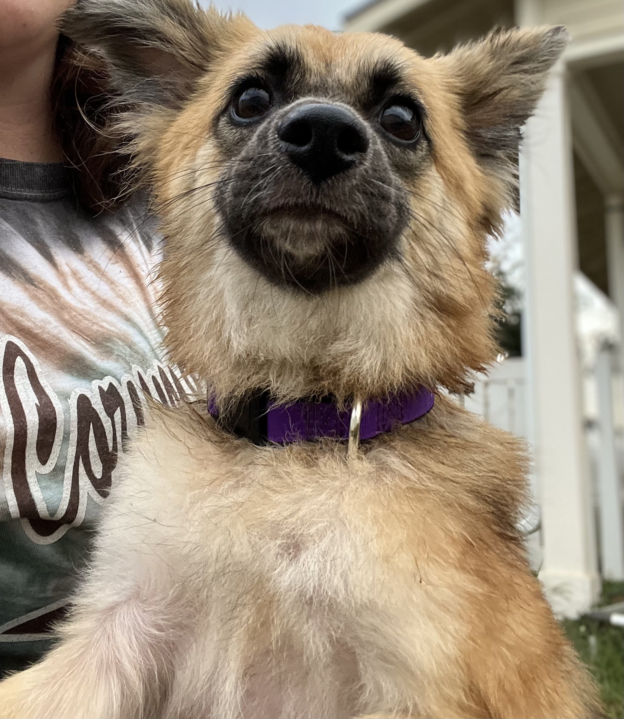 Adopt — Fur-Angel Foundation