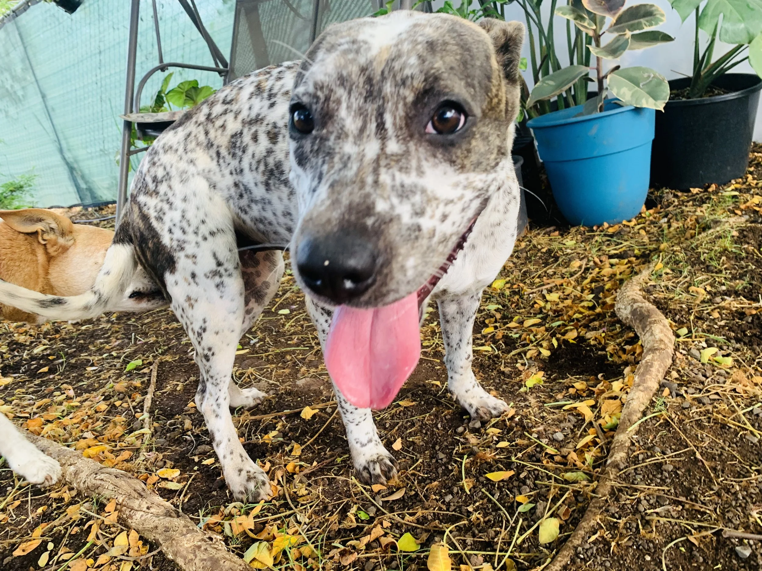 Adopt — Fur-Angel Foundation