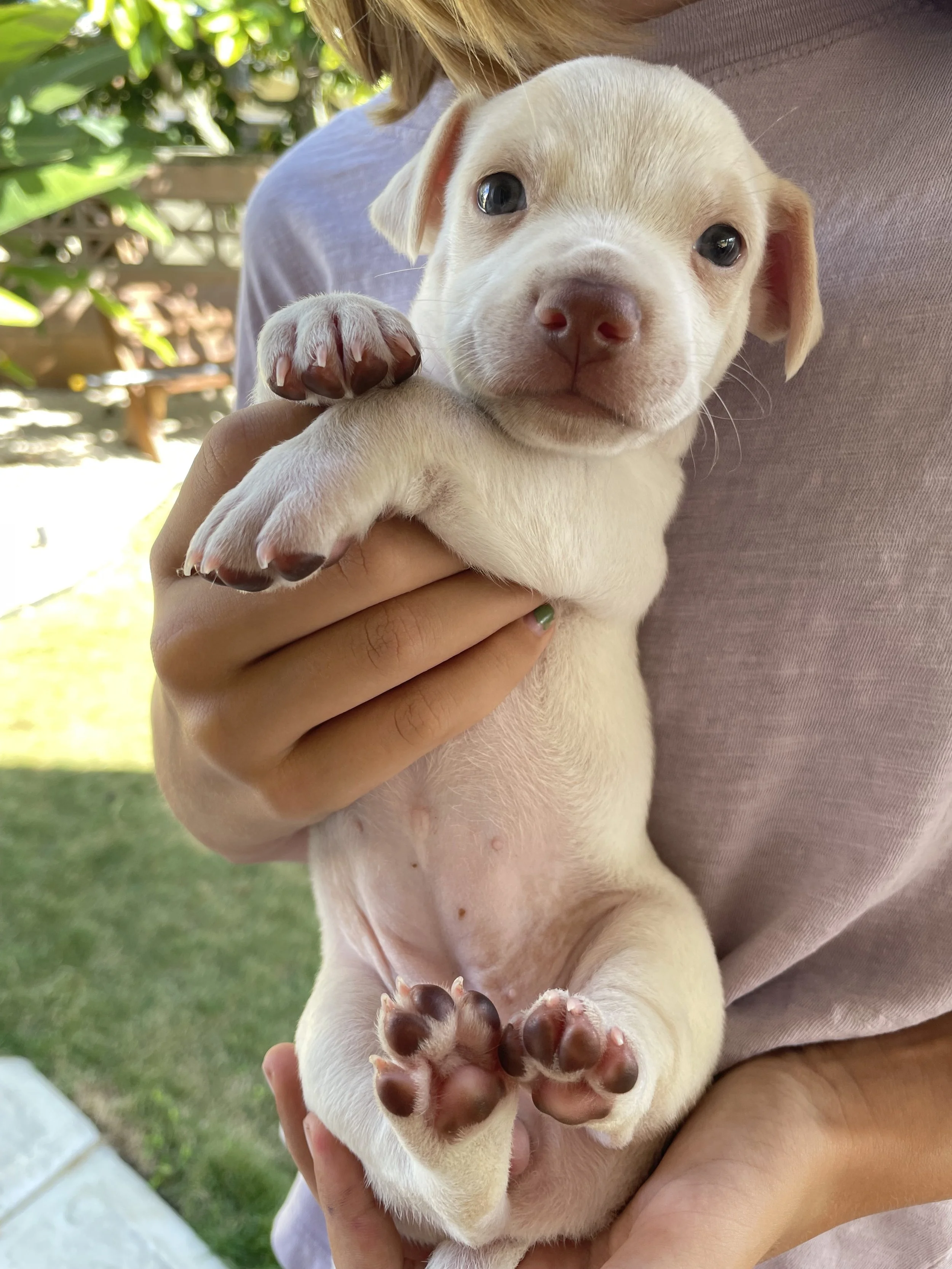 Adopt — Fur-Angel Foundation