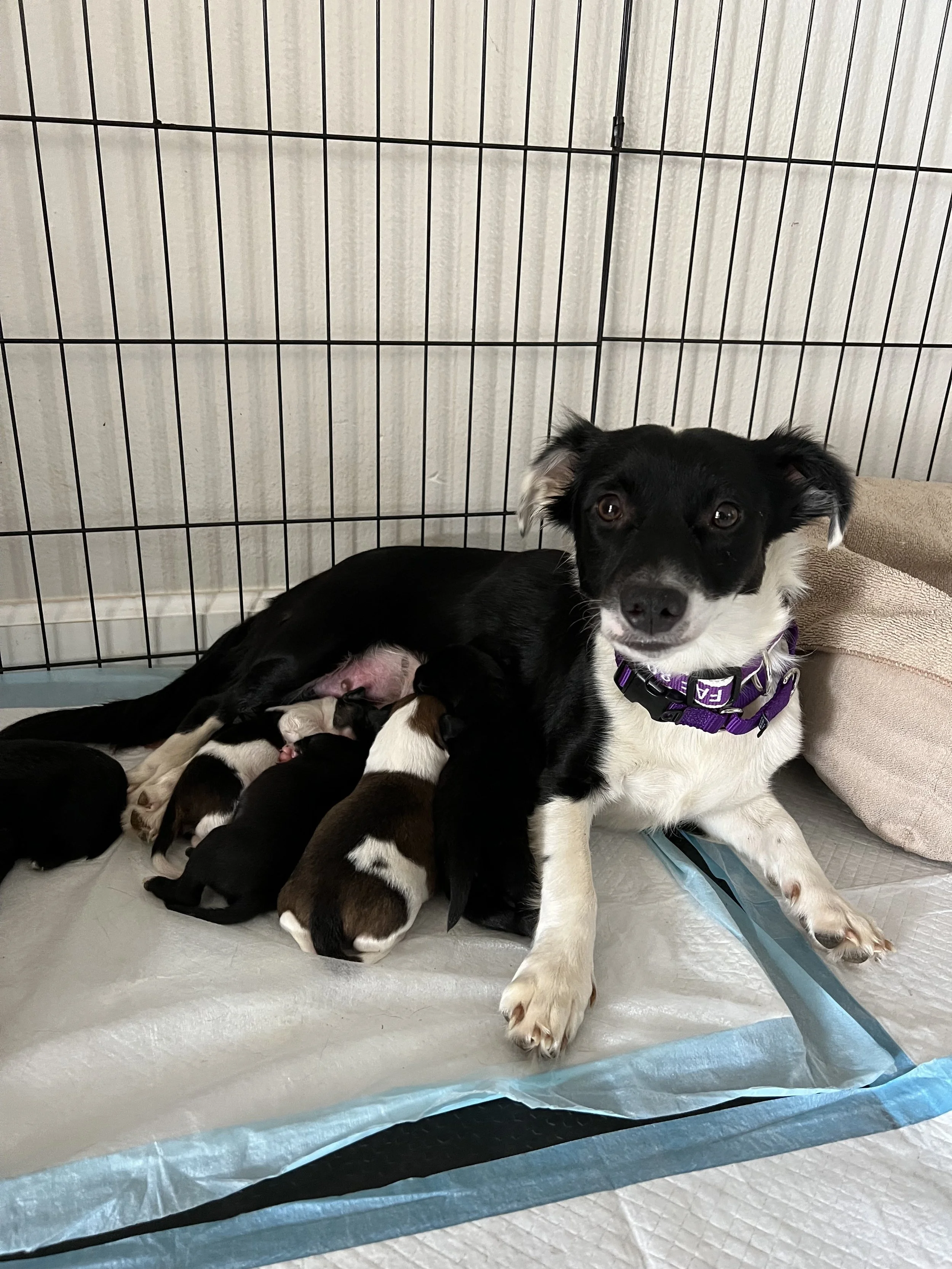 Adopt — Fur-Angel Foundation