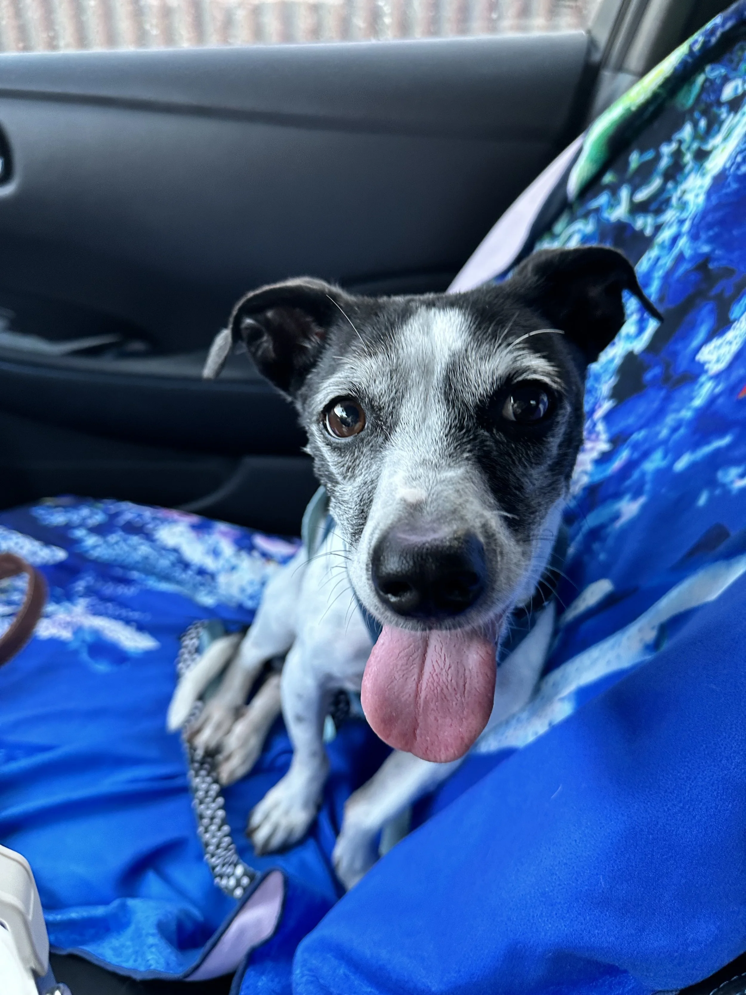 Adopt — Fur-Angel Foundation