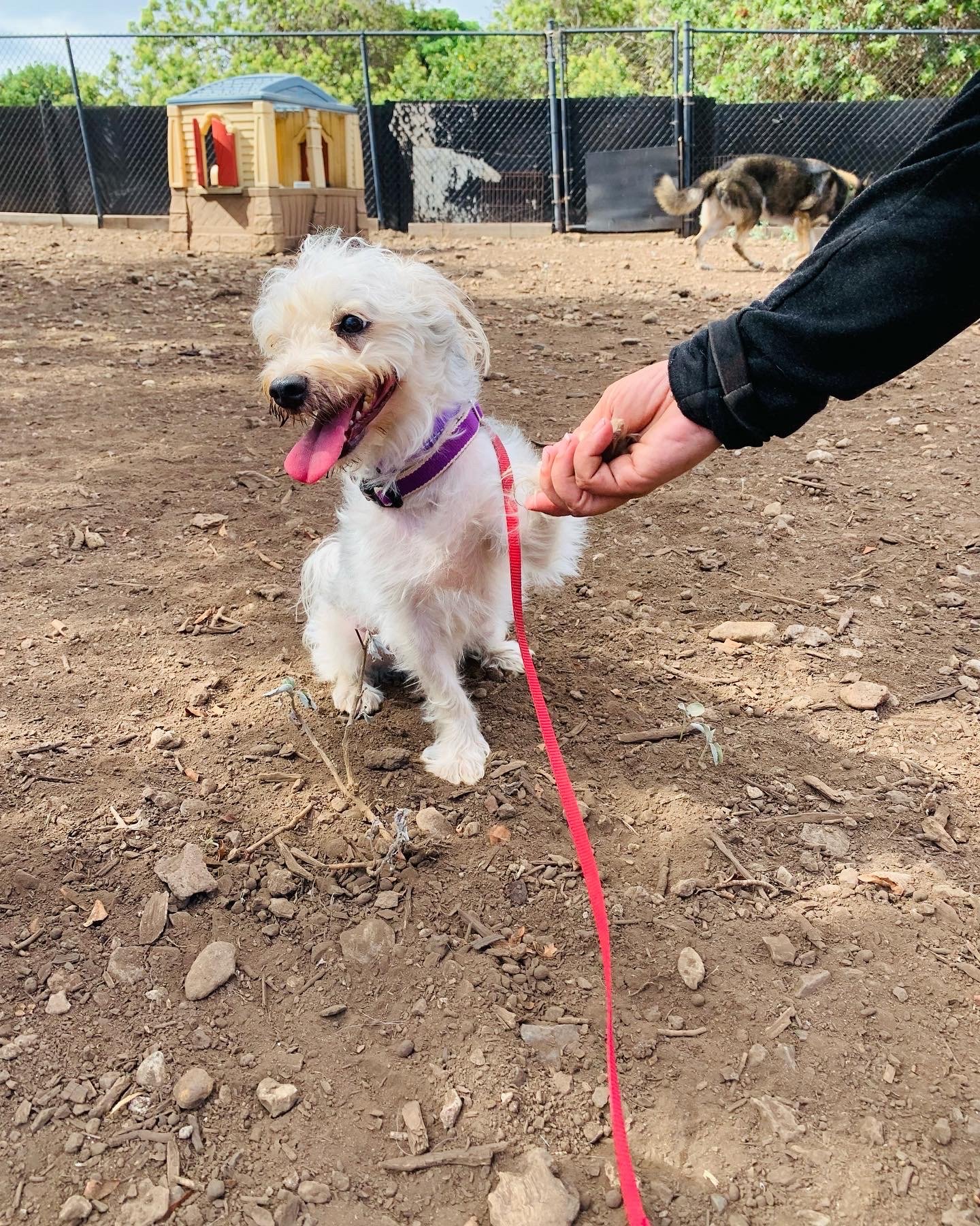 Foster — Fur-Angel Foundation