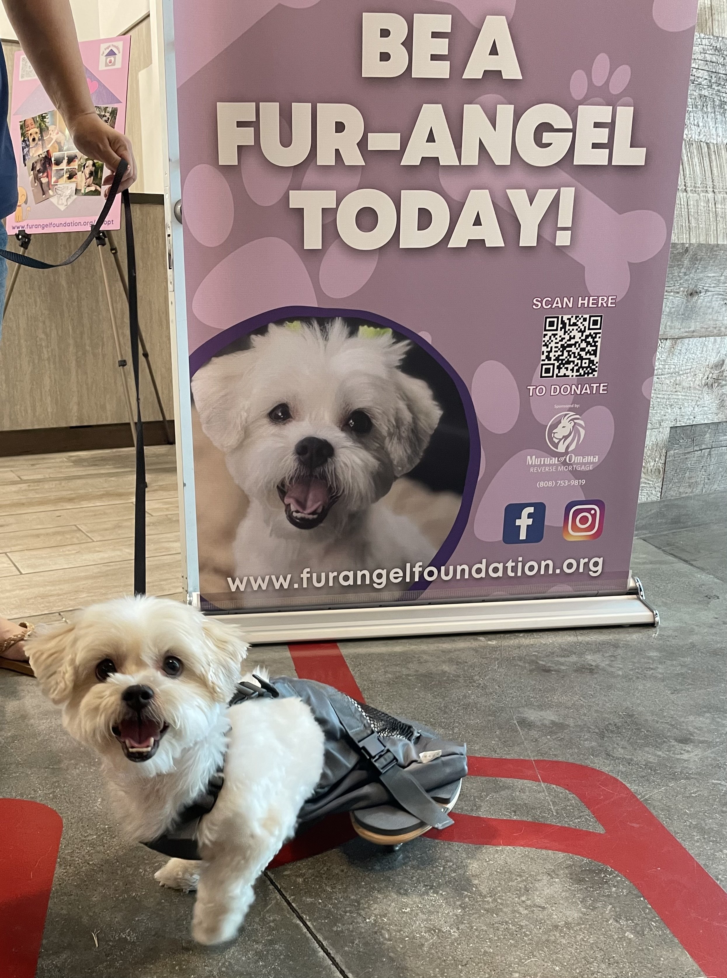 Press — Fur-Angel Foundation