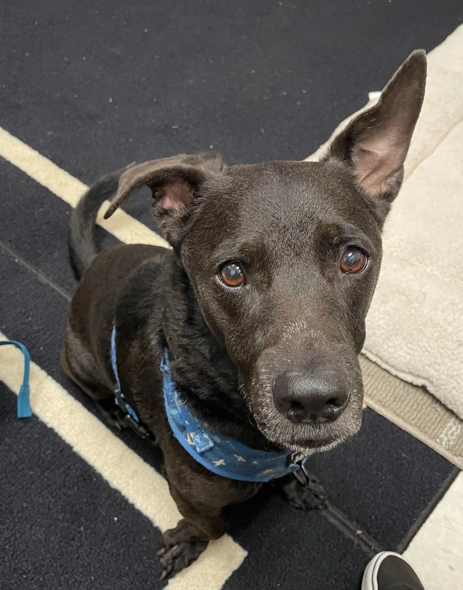 Adopt — Fur-Angel Foundation