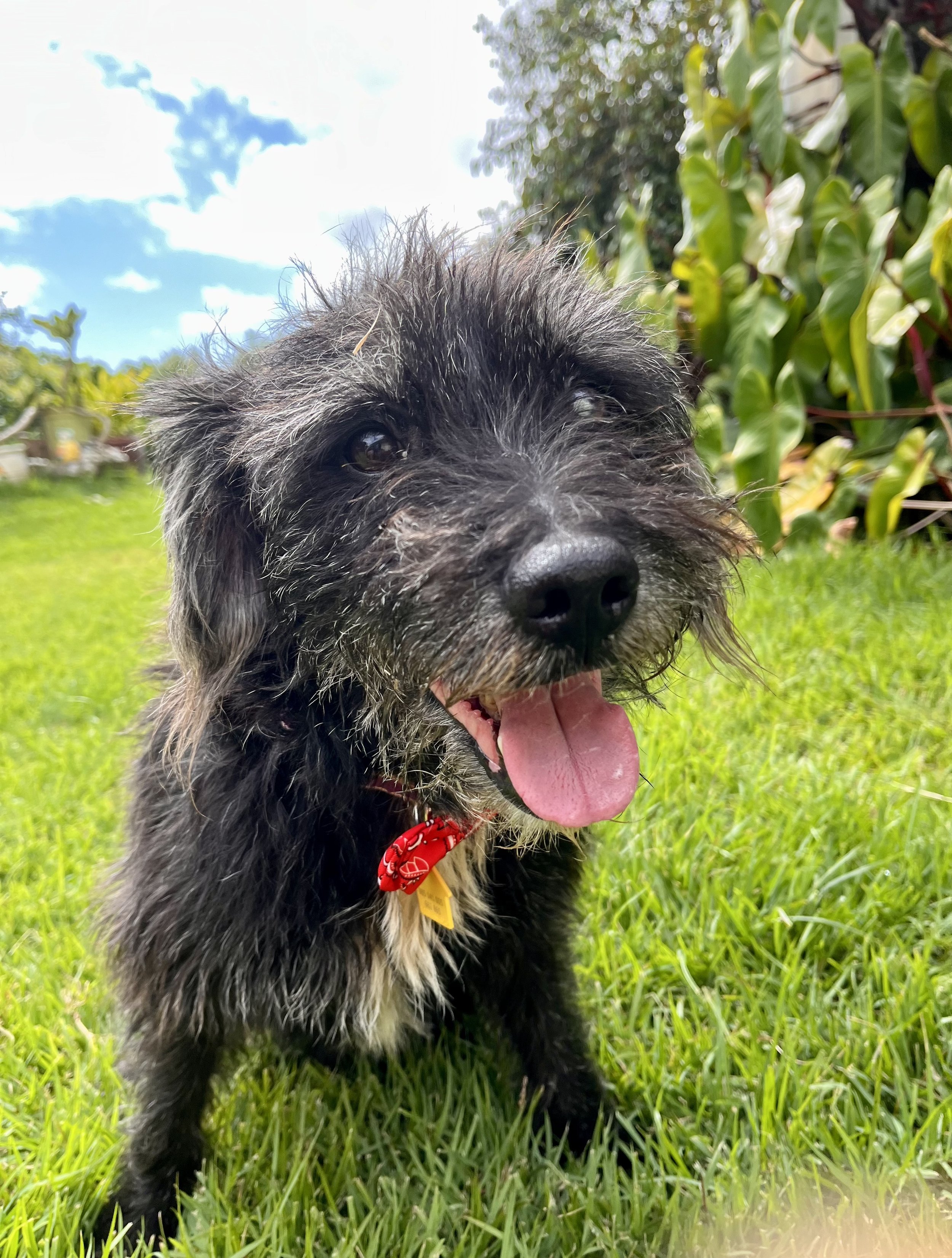 Adopt — Fur-Angel Foundation
