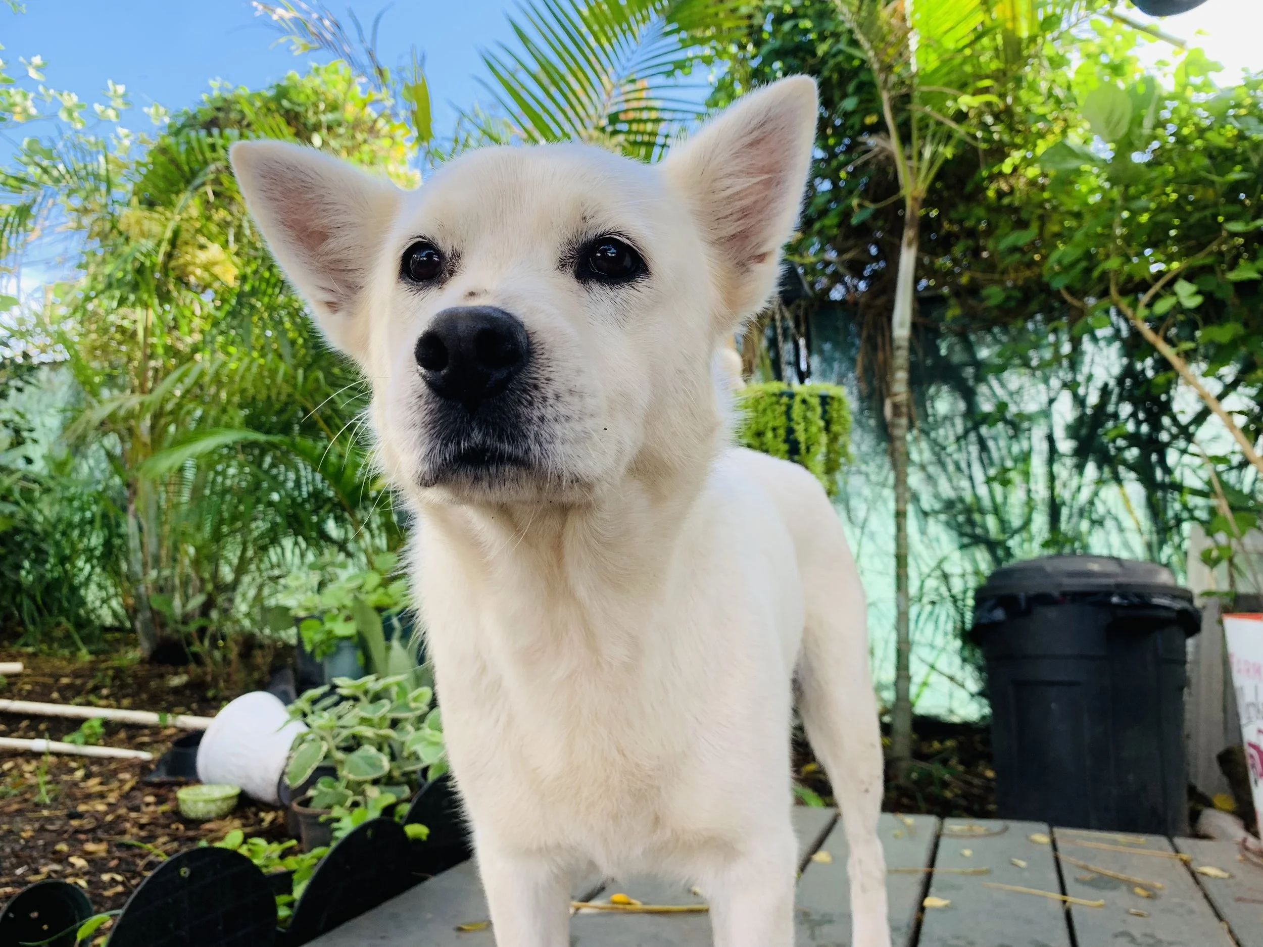 Adopt — Fur-Angel Foundation