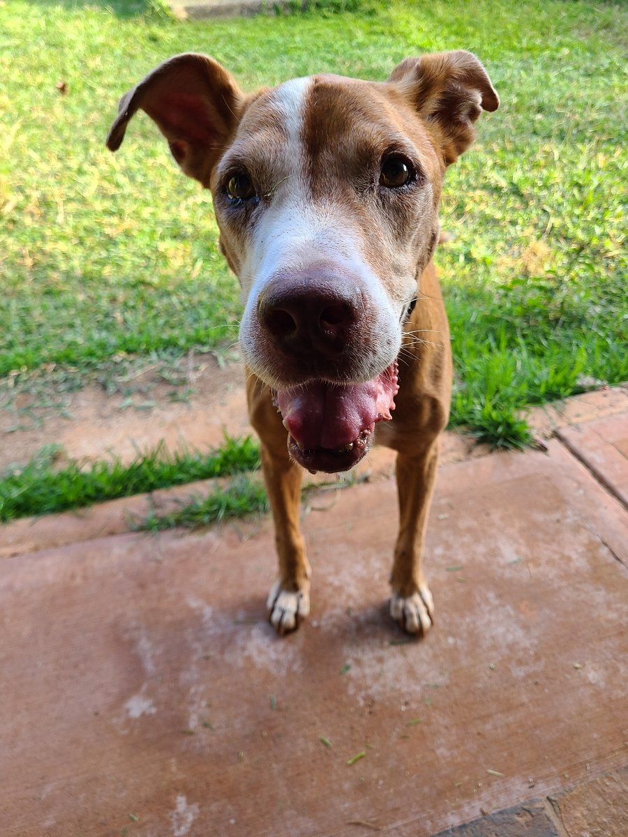 Adopt — Fur-Angel Foundation