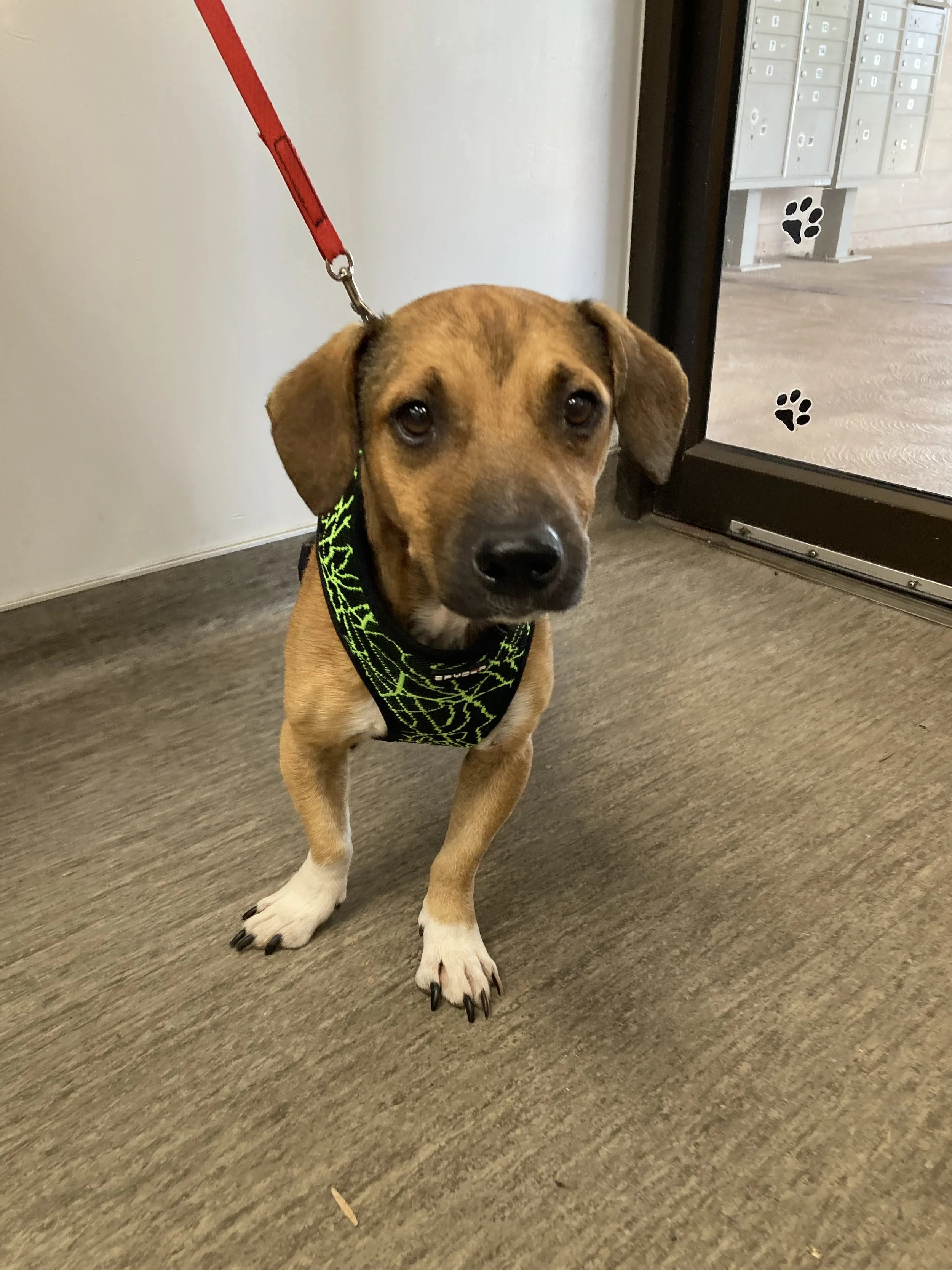 Adopt — Fur-Angel Foundation