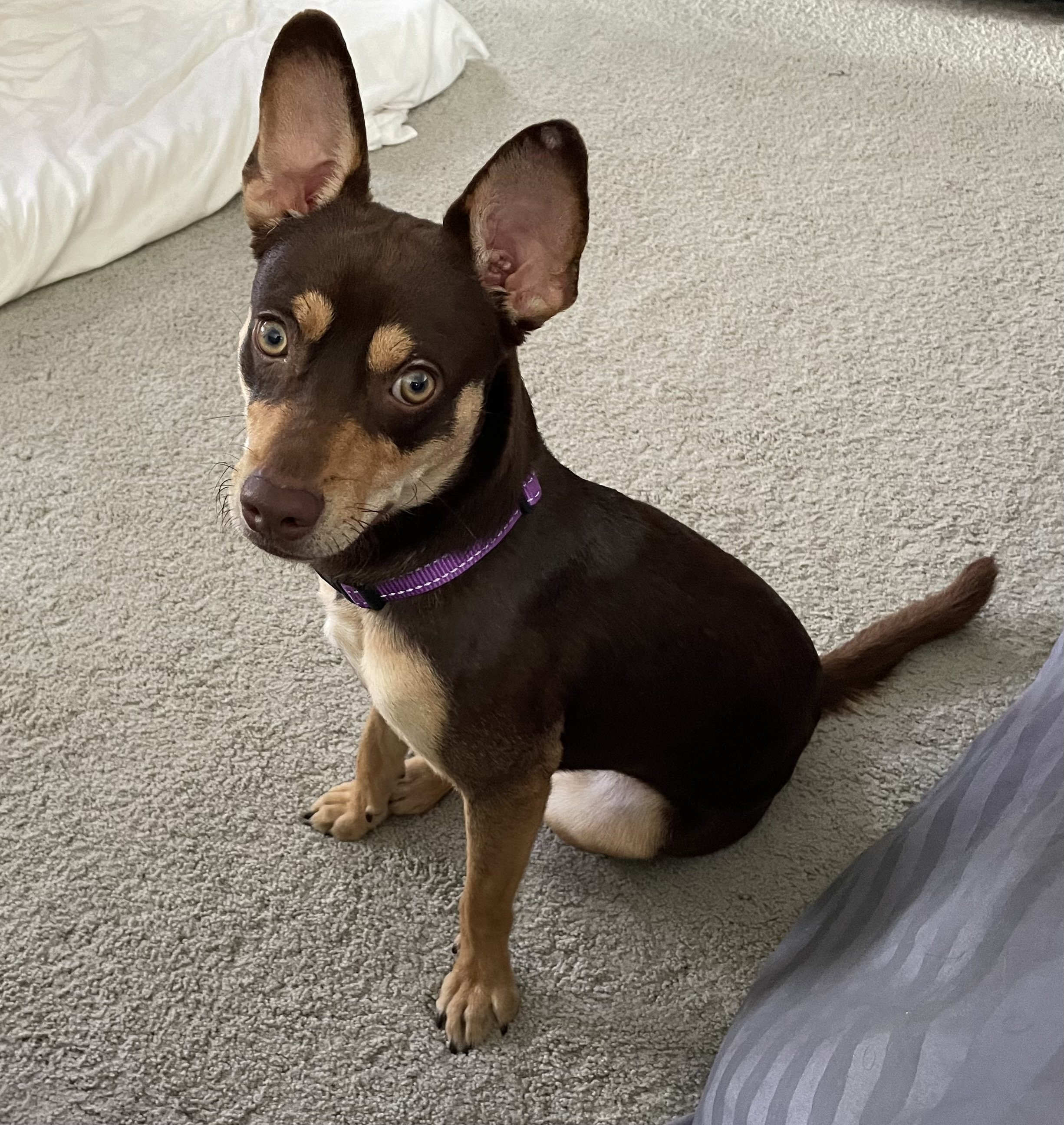 Fur-Angel Foundation