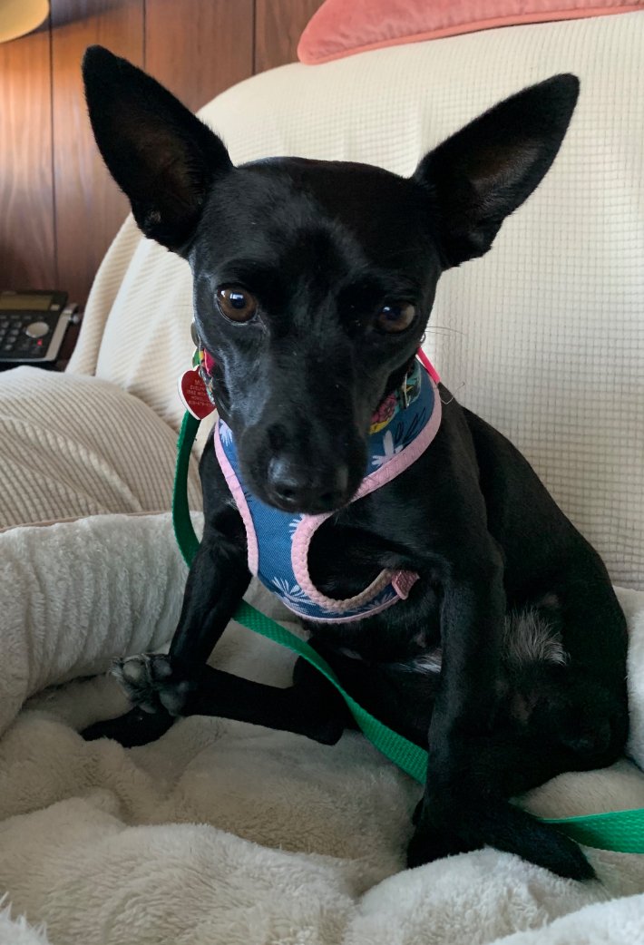 Fur-Angel Foundation