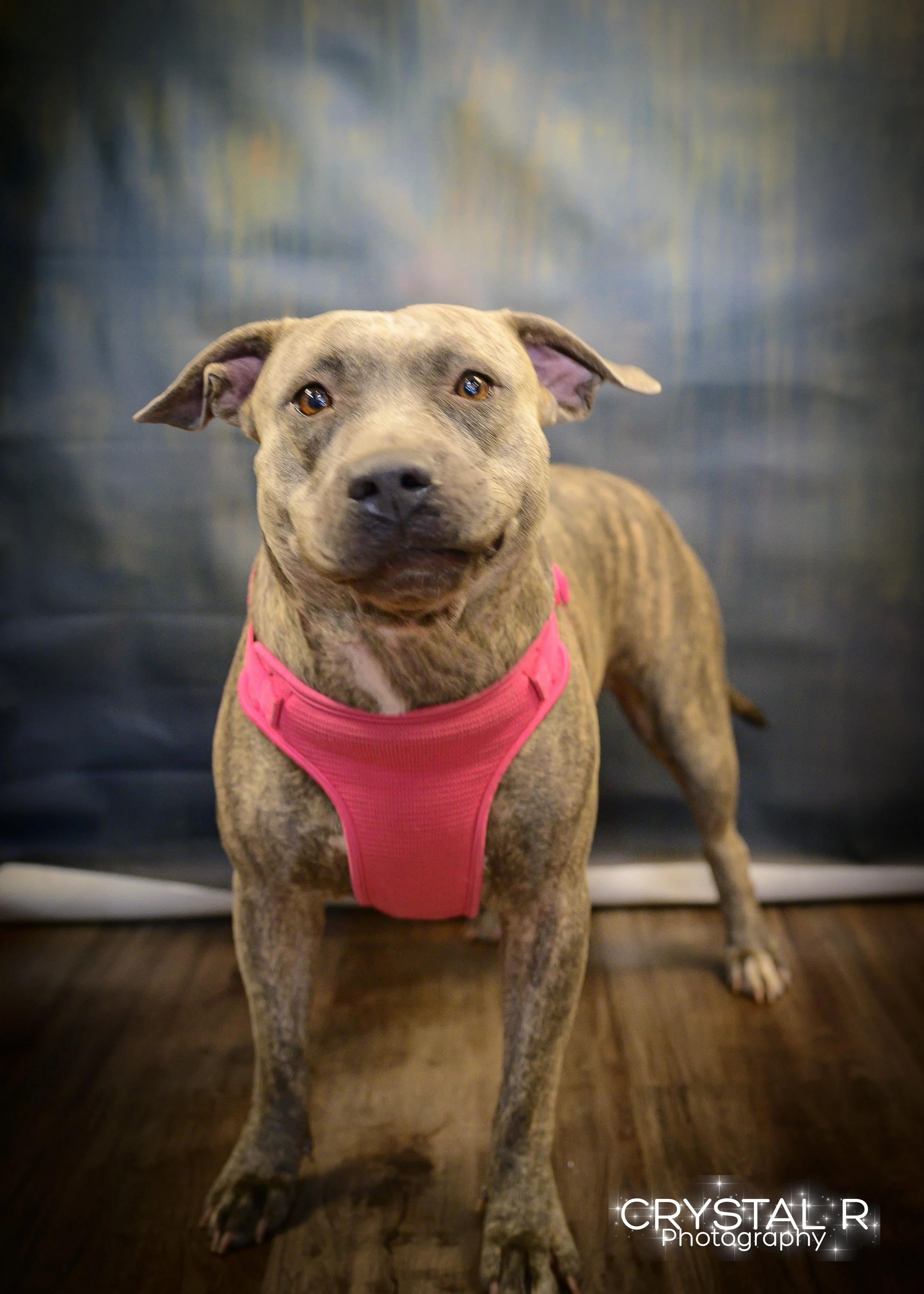 Fur-Angel Foundation