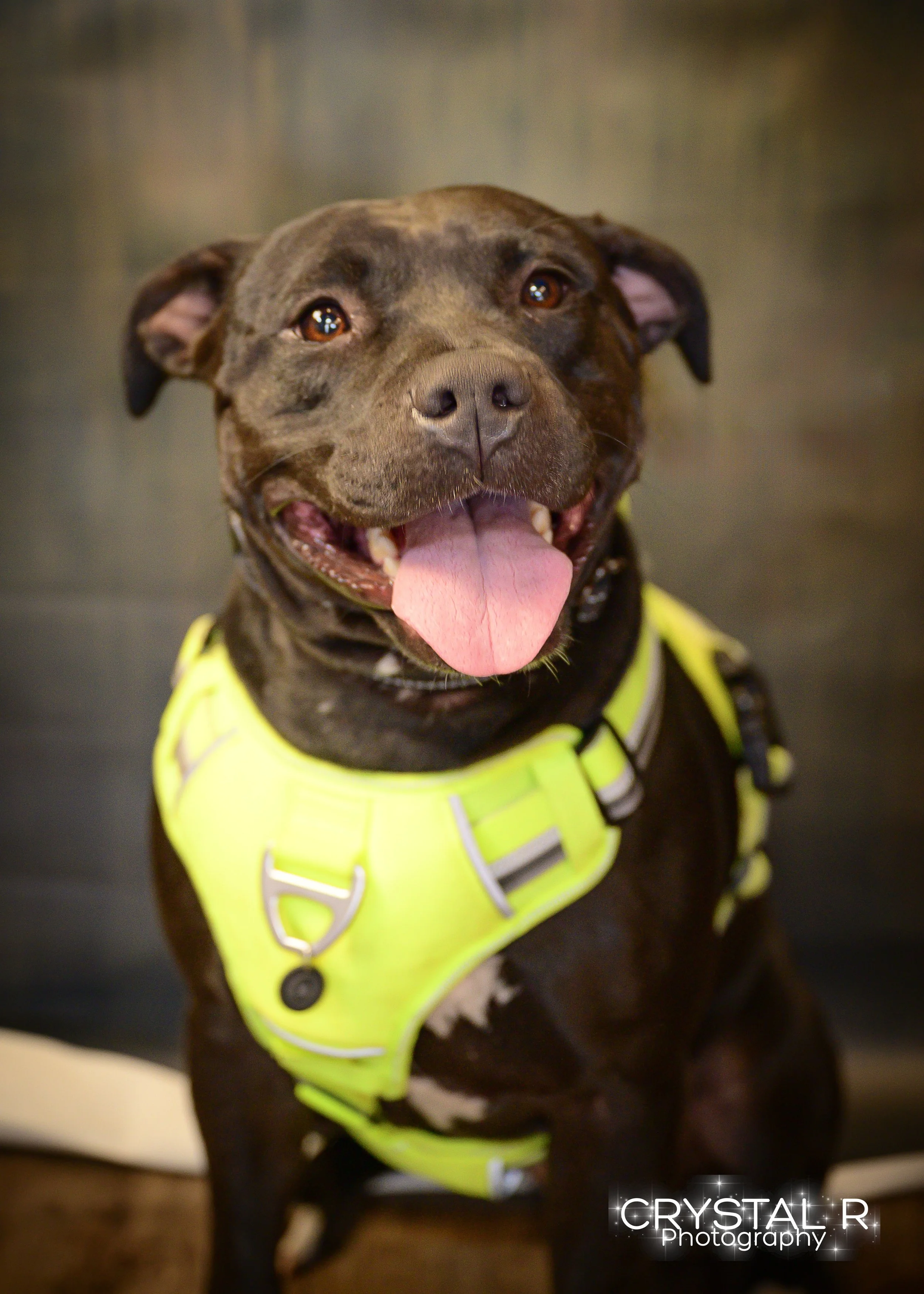 Fur-Angel Foundation