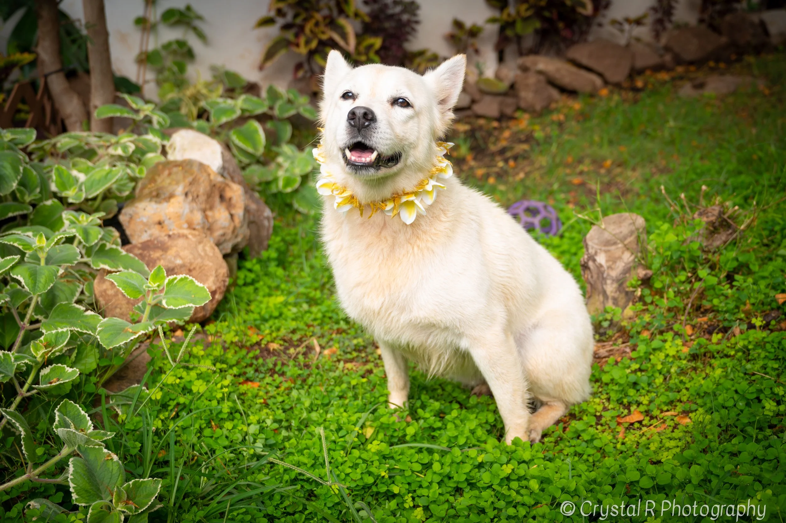 Fur-Angel Foundation