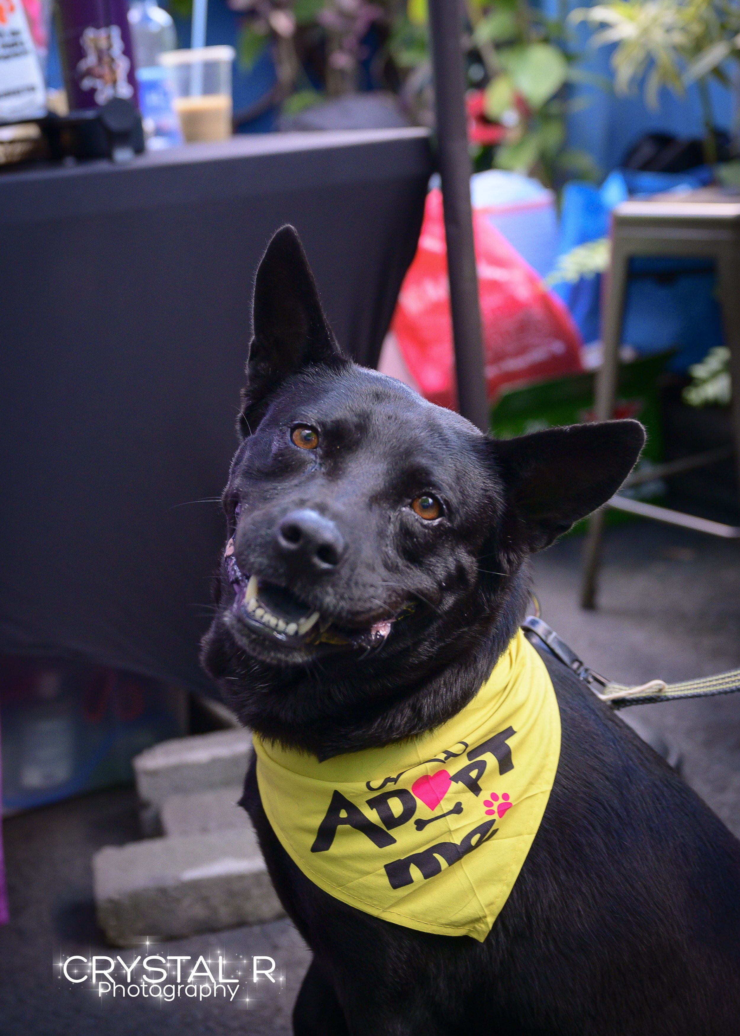 Fur-Angel Foundation