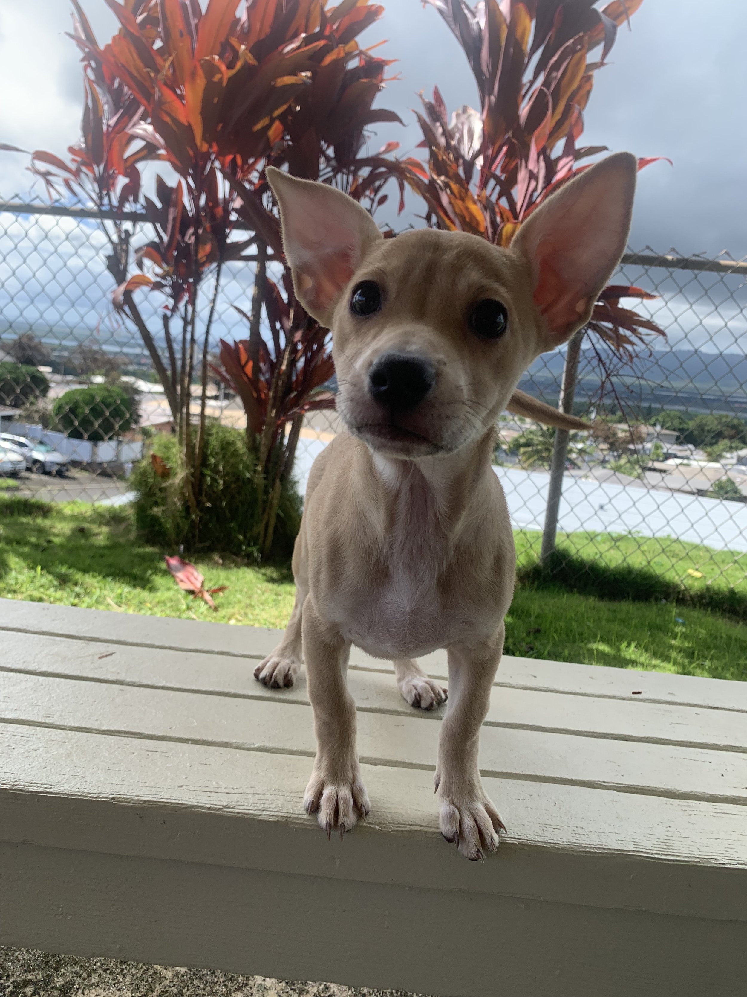Fur-Angel Foundation