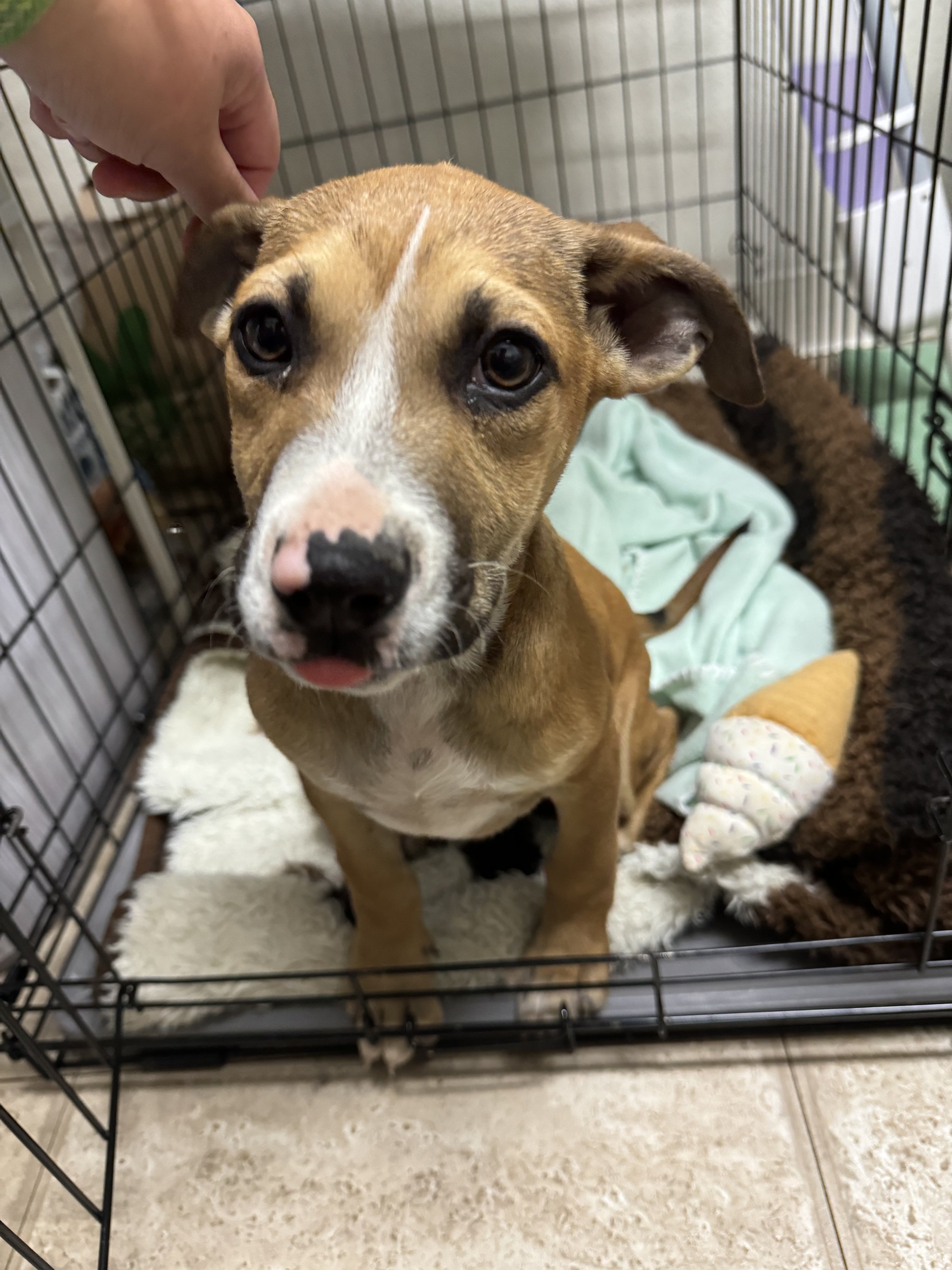 Fur-Angel Foundation