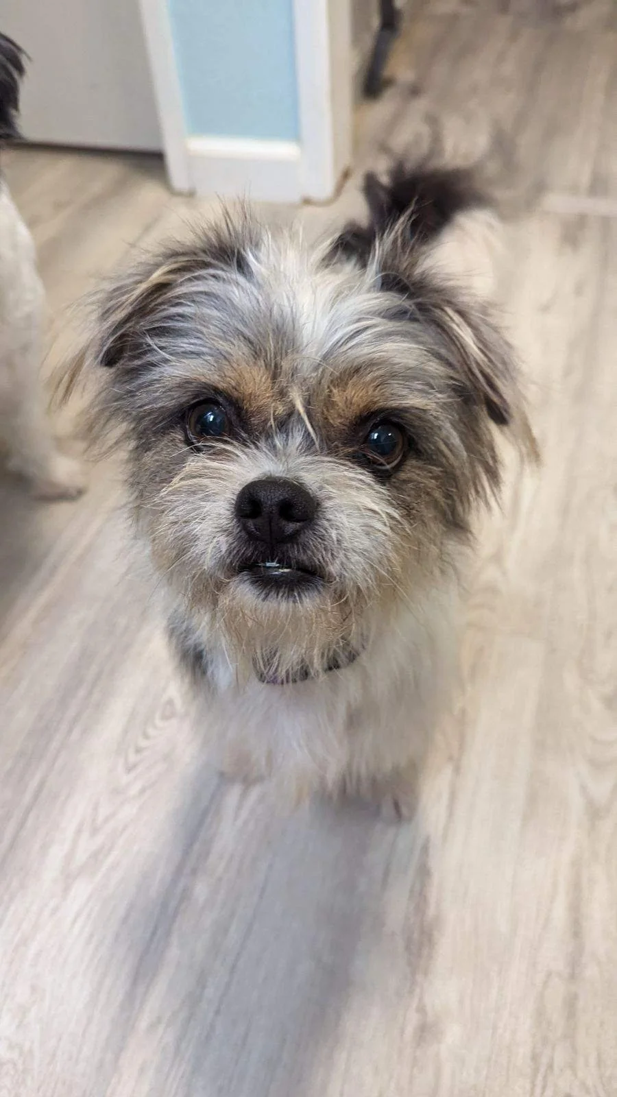 Fur-Angel Foundation