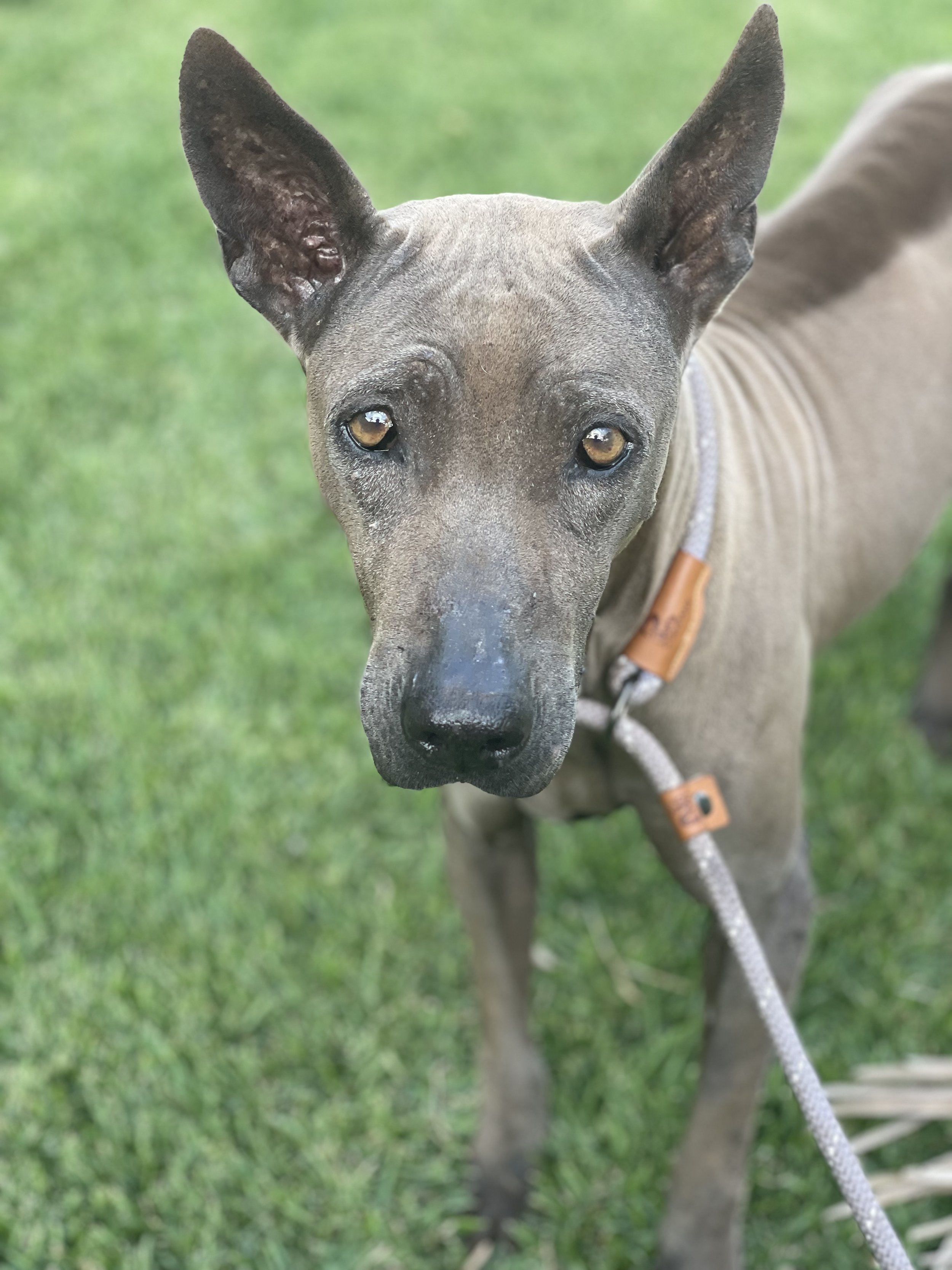 Fur-Angel Foundation