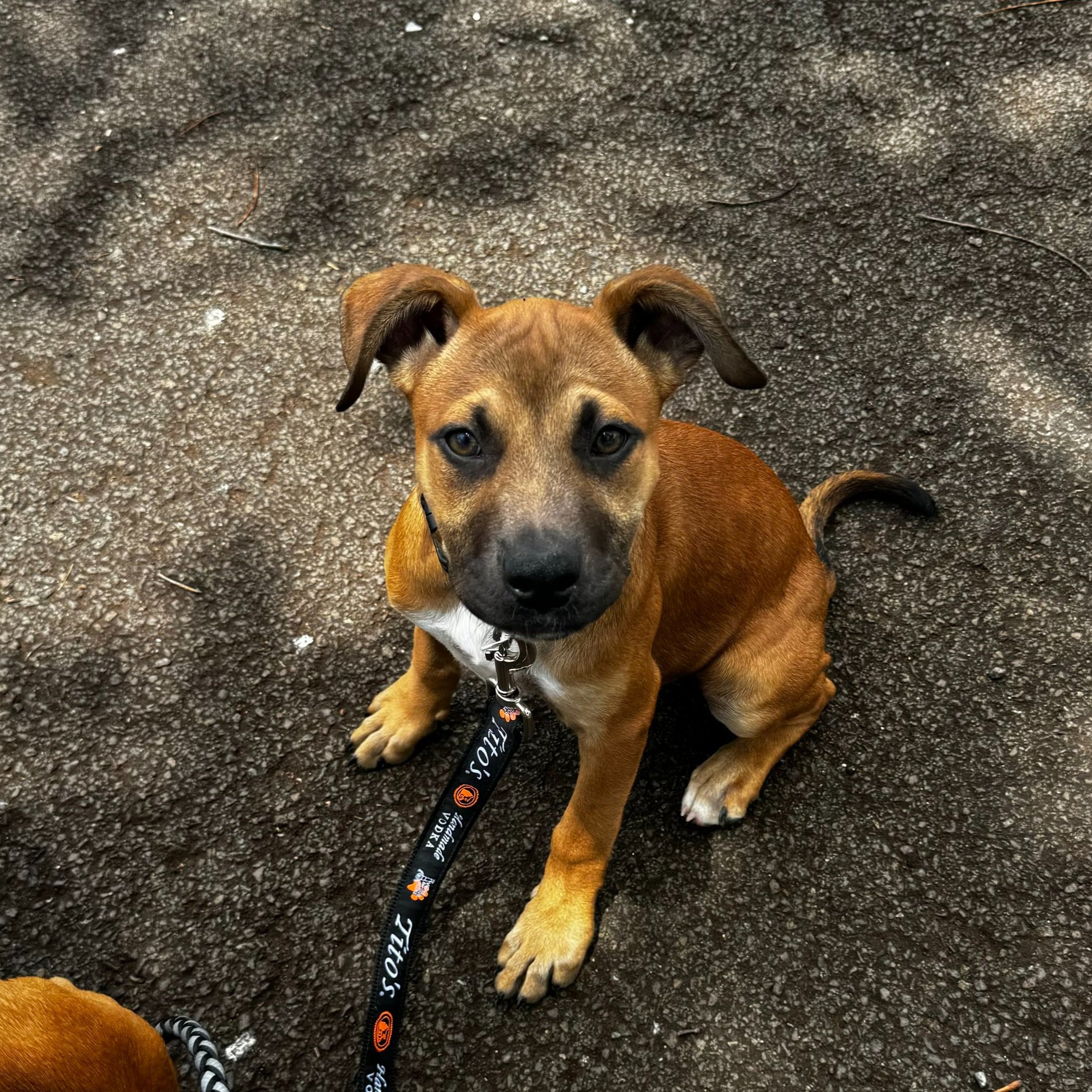 Fur-Angel Foundation