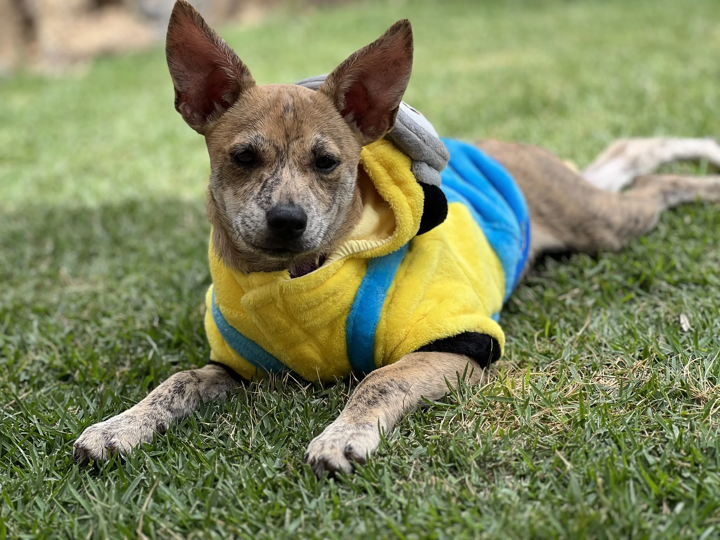 Fur-Angel Foundation