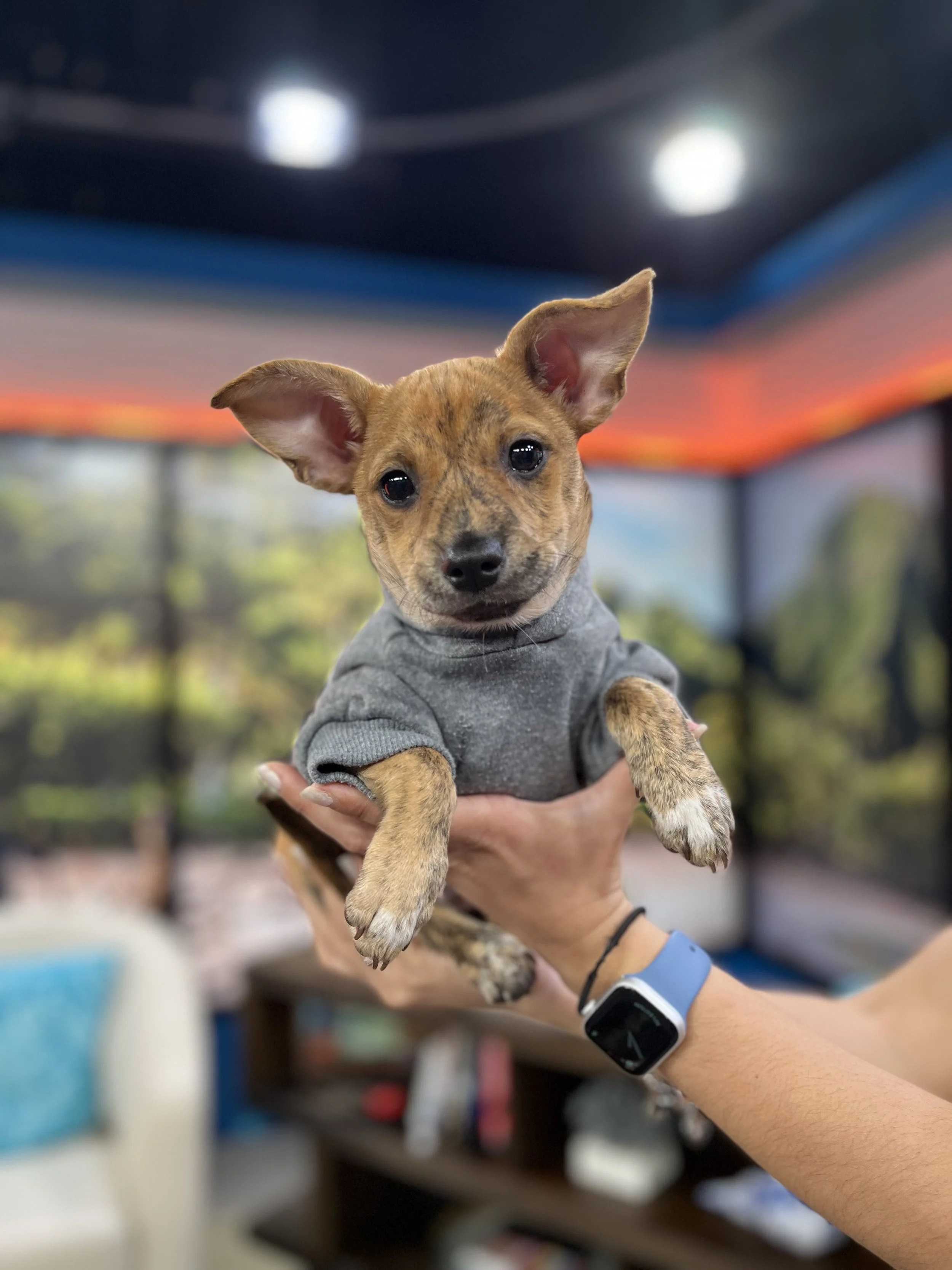 Fur-Angel Foundation