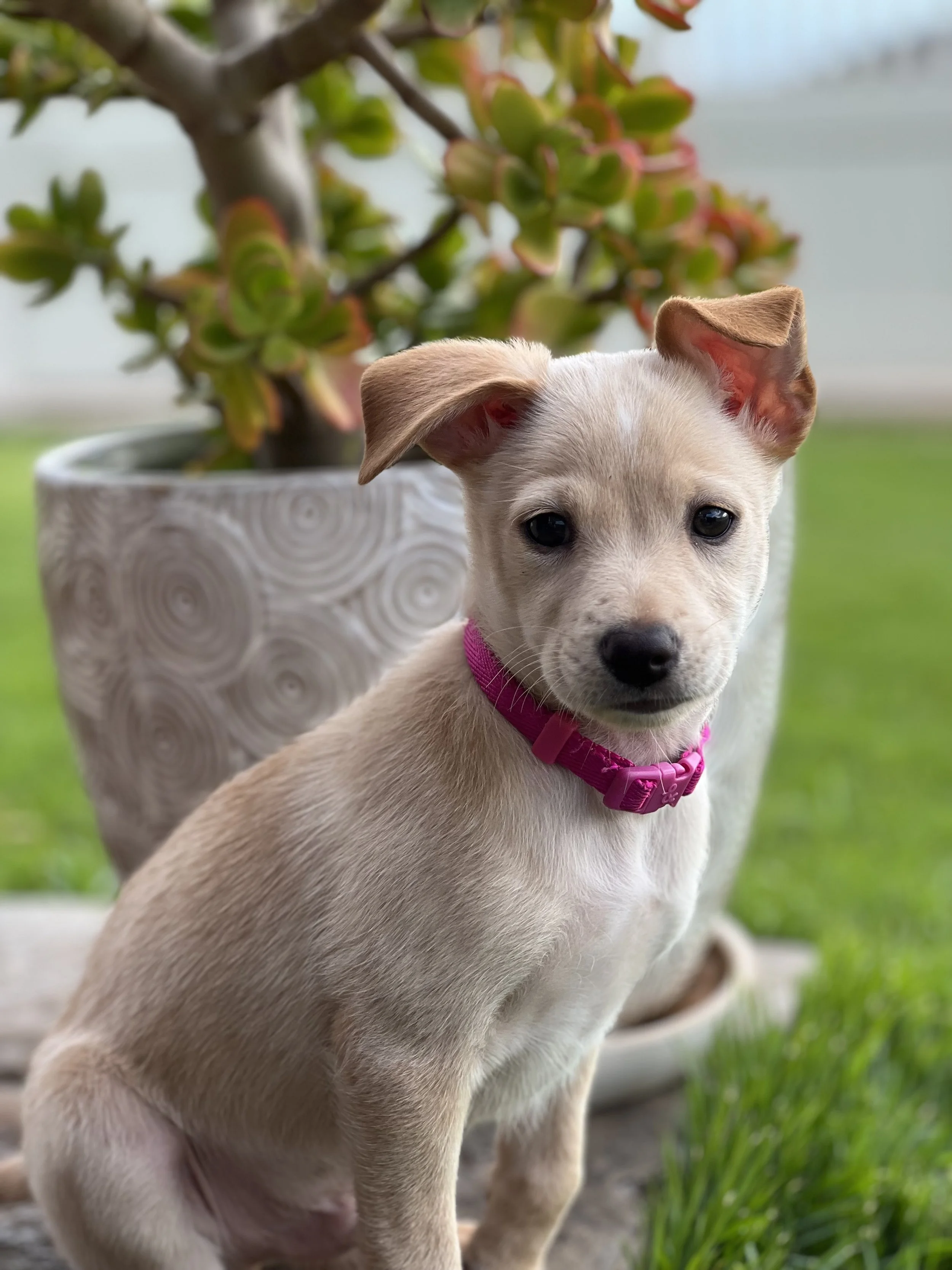 Fur-Angel Foundation