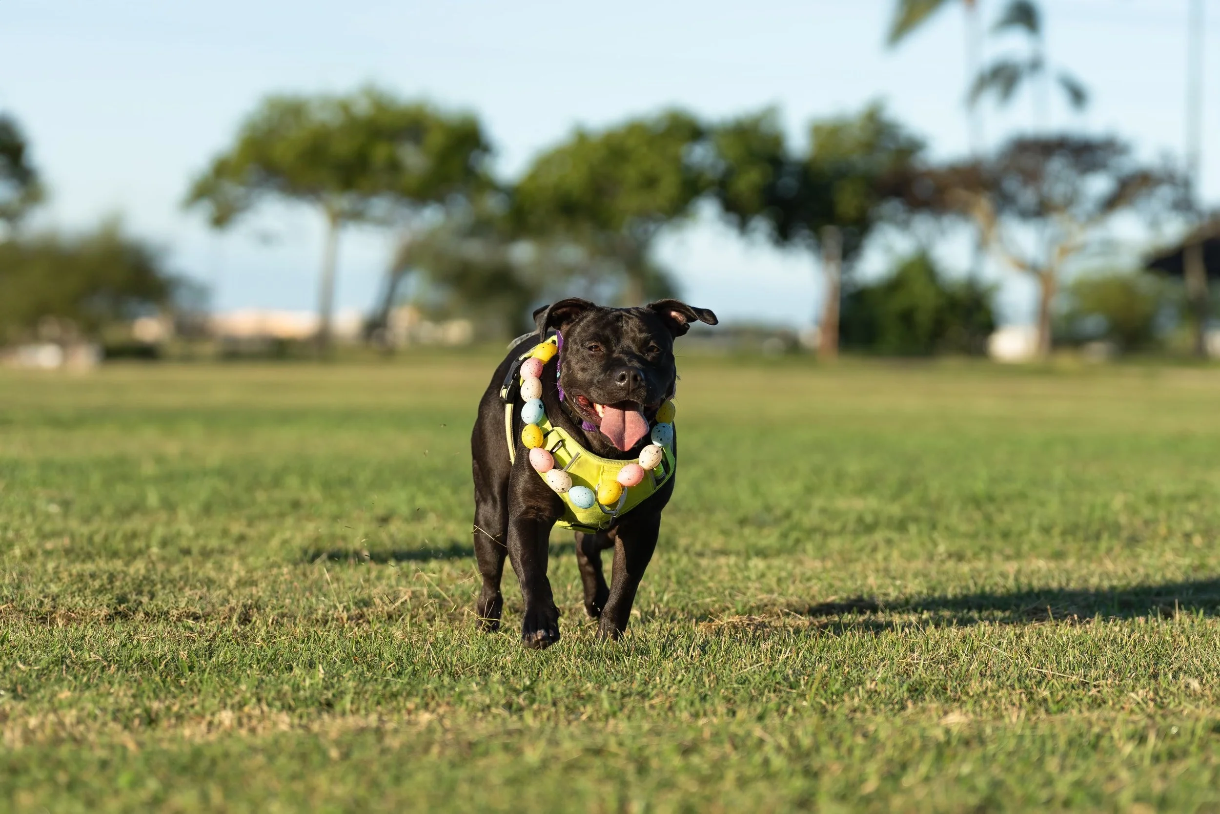 Fur-Angel Foundation