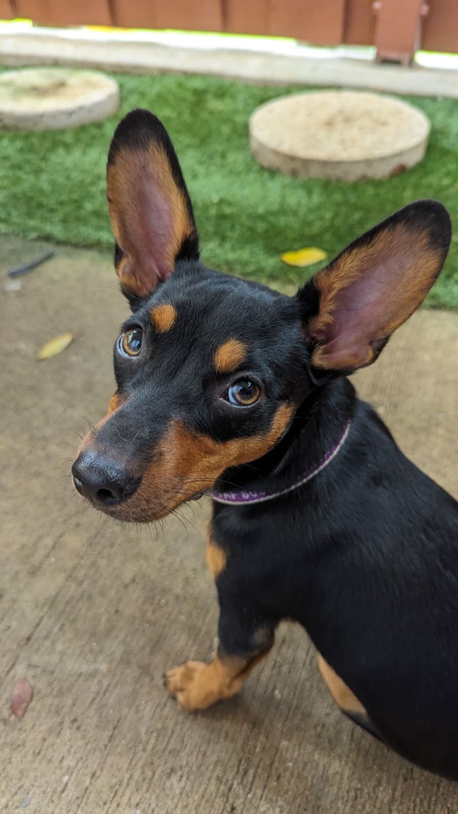 Fur-Angel Foundation