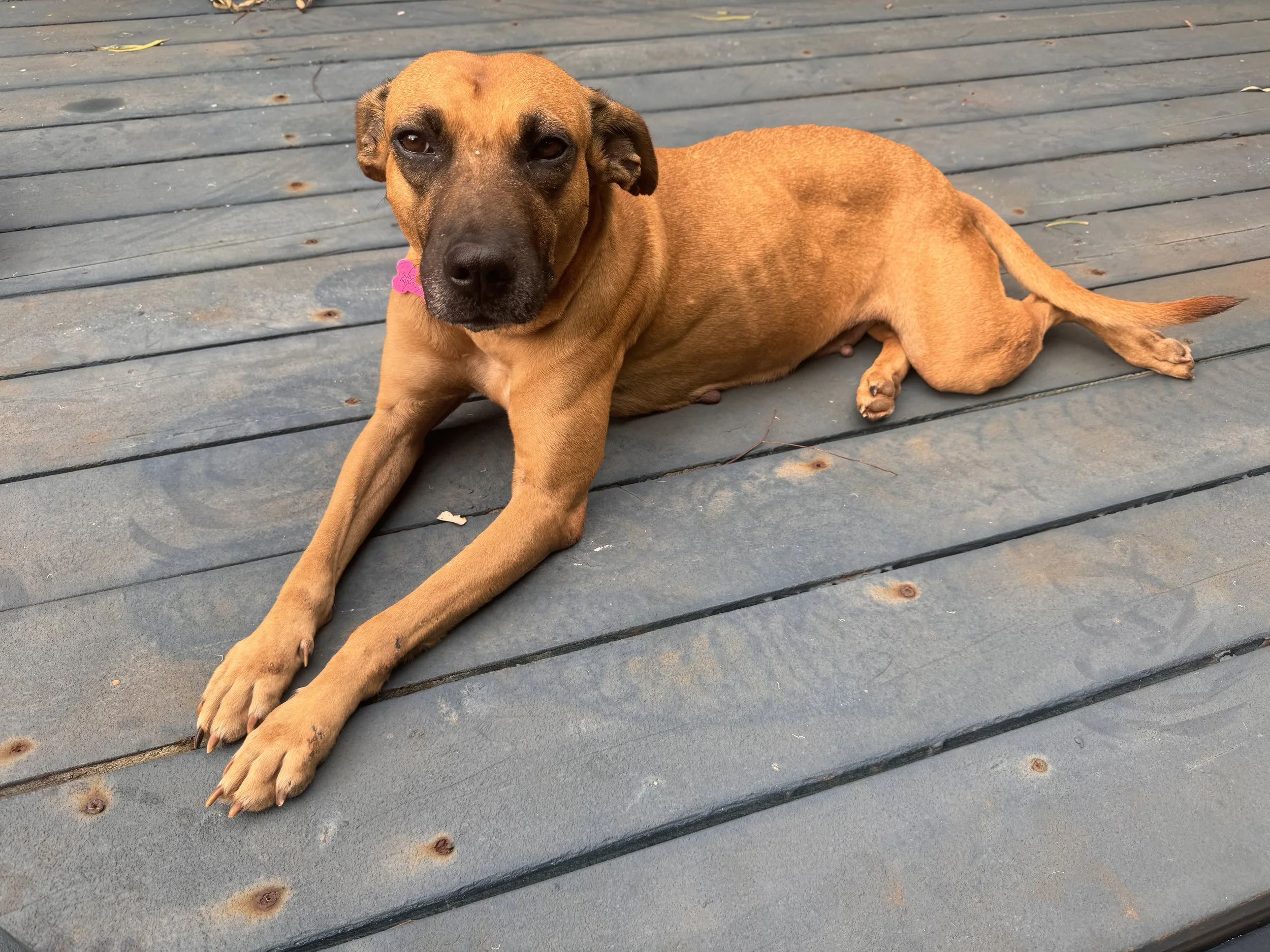 Fur-Angel Foundation