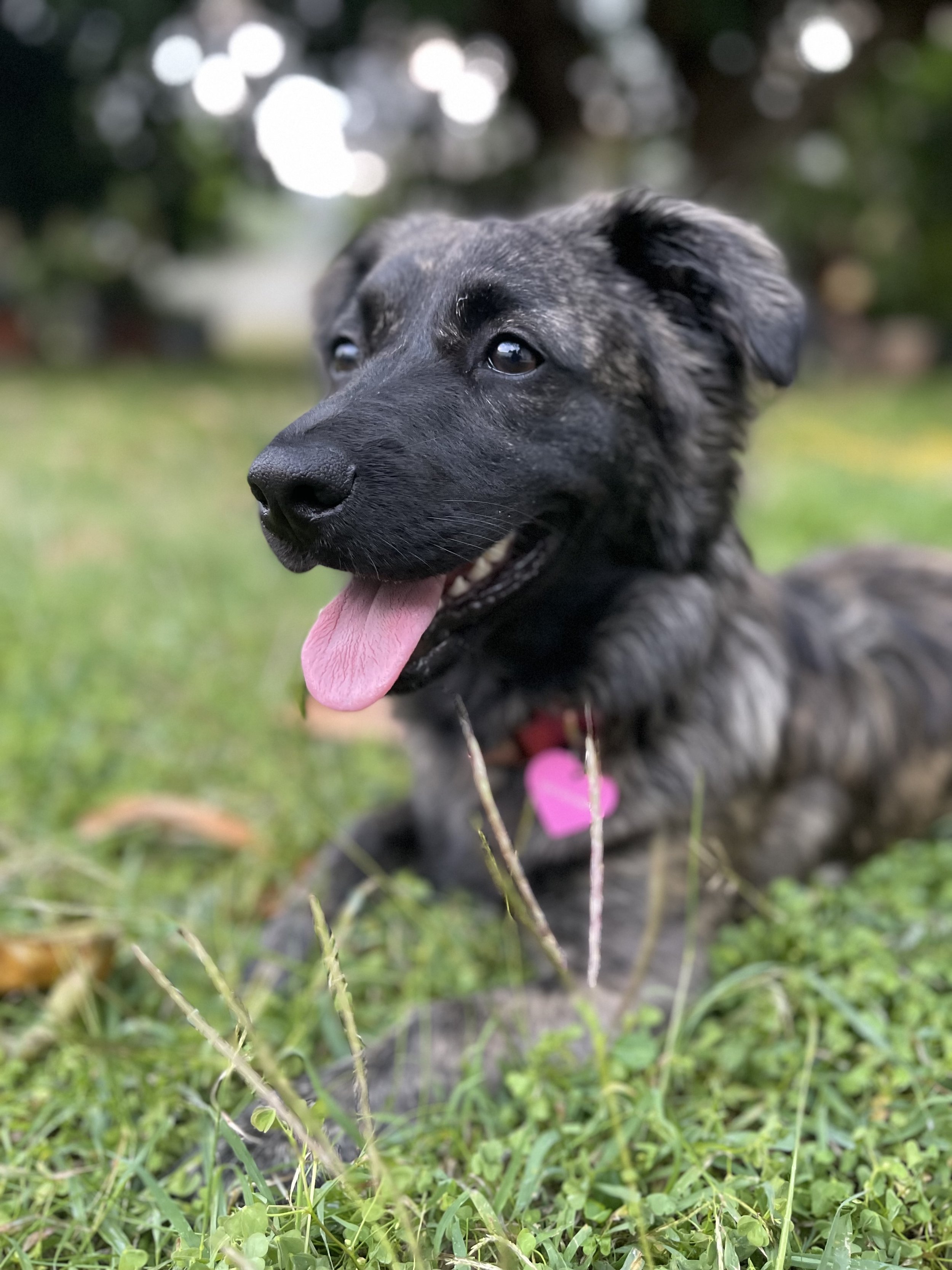 Fur-Angel Foundation