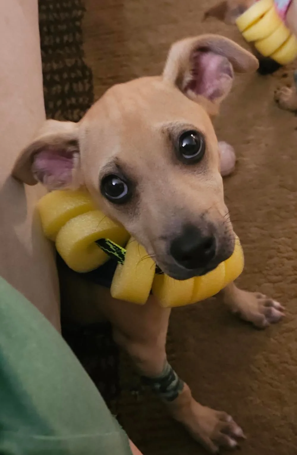 Fur-Angel Foundation