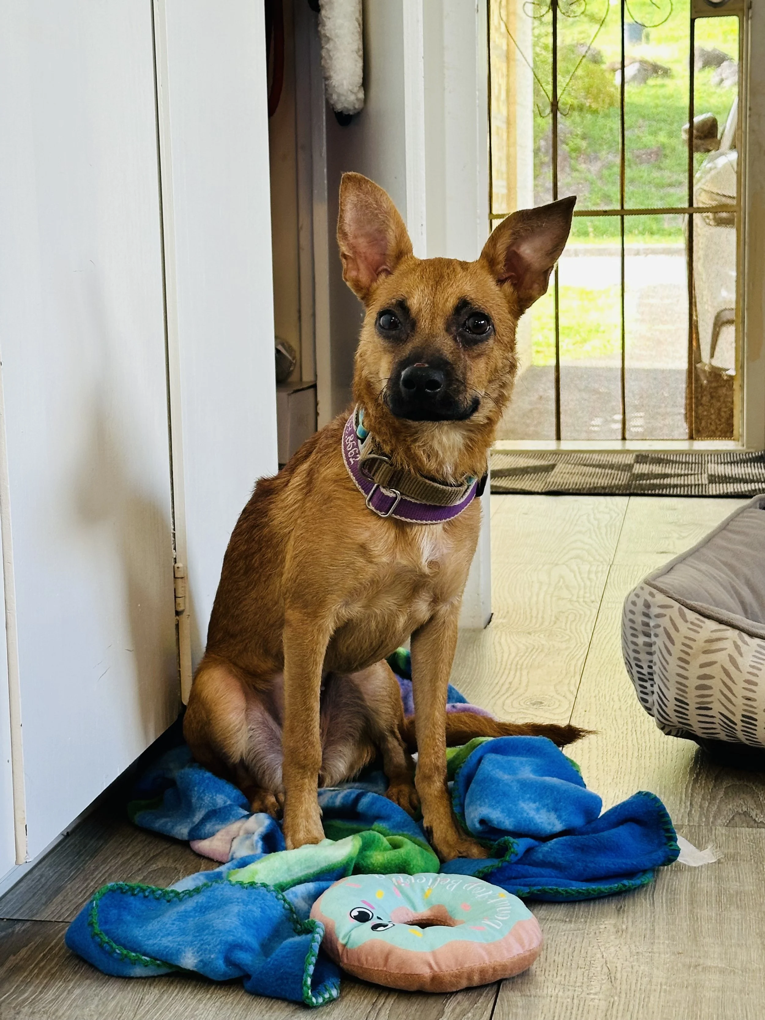 Fur-Angel Foundation