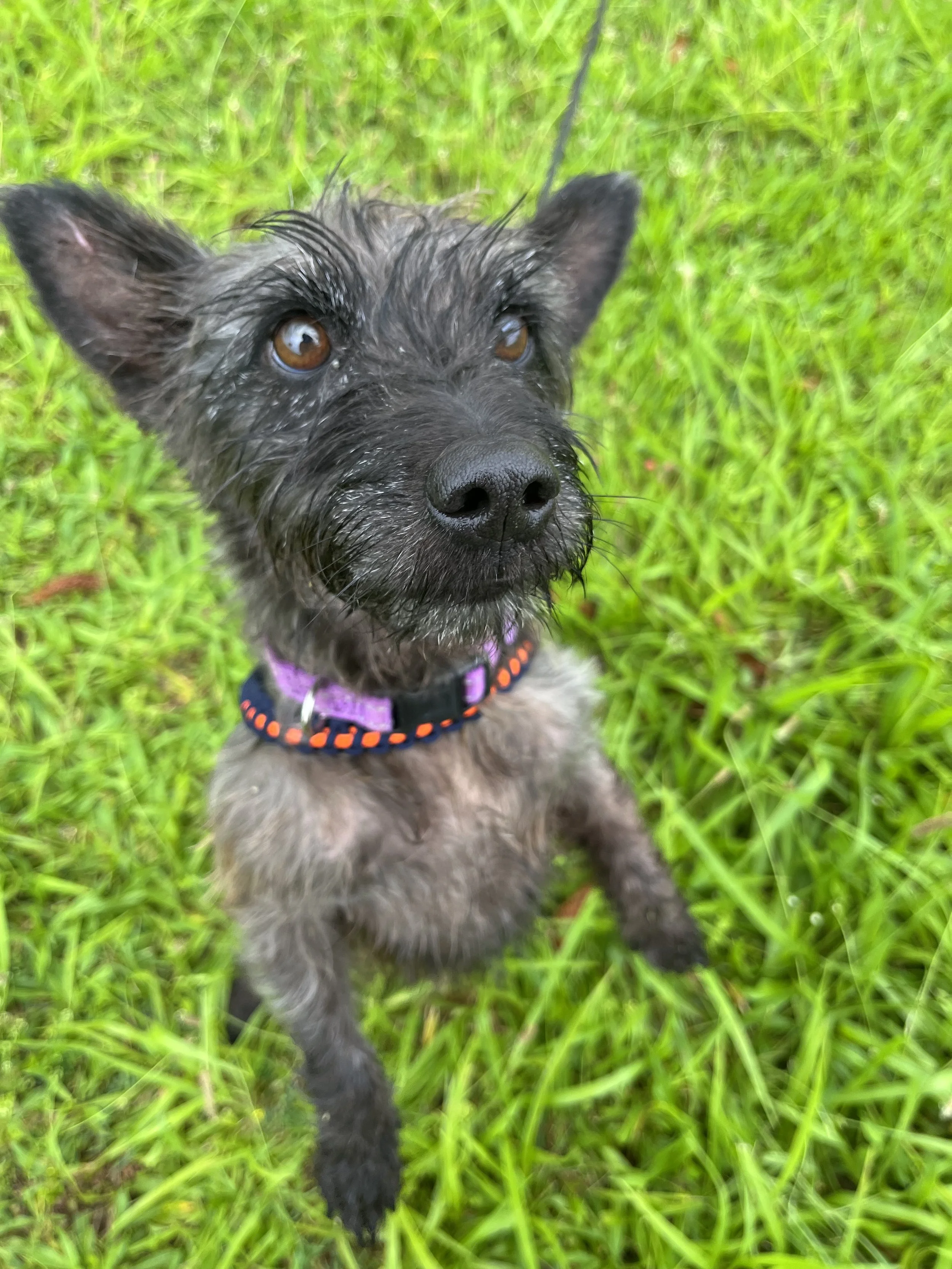 Fur-Angel Foundation