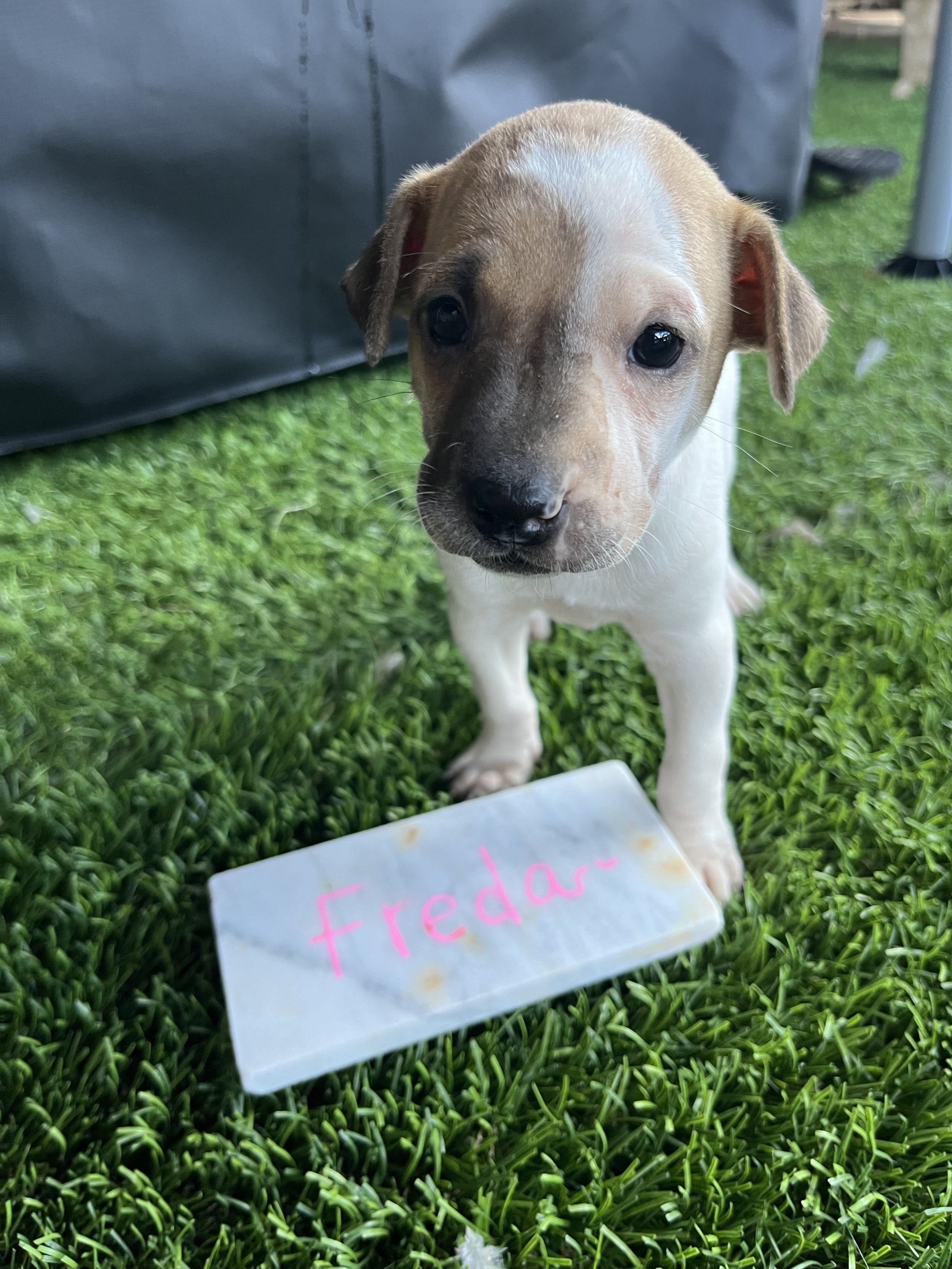 Fur-Angel Foundation