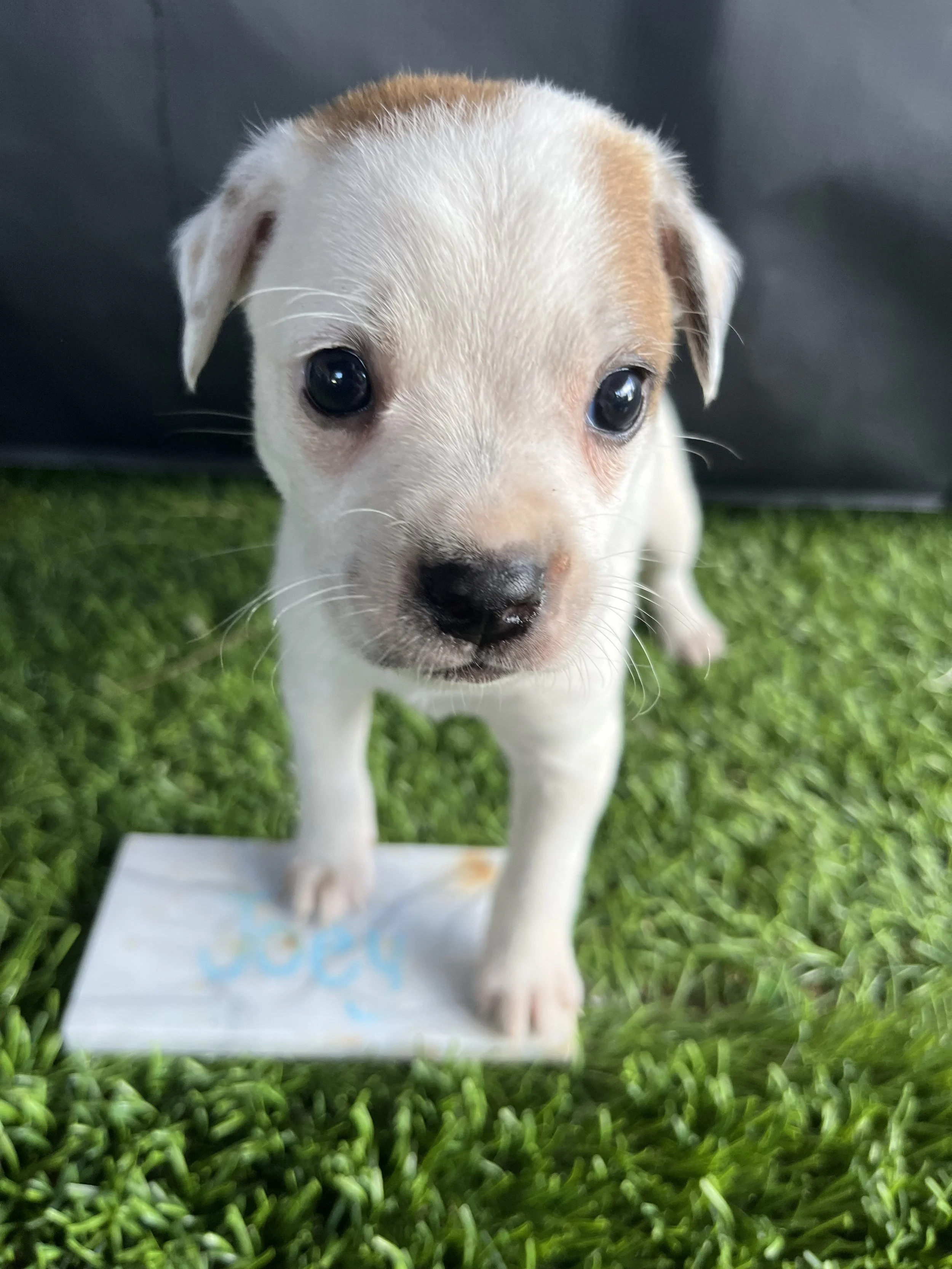 Fur-Angel Foundation