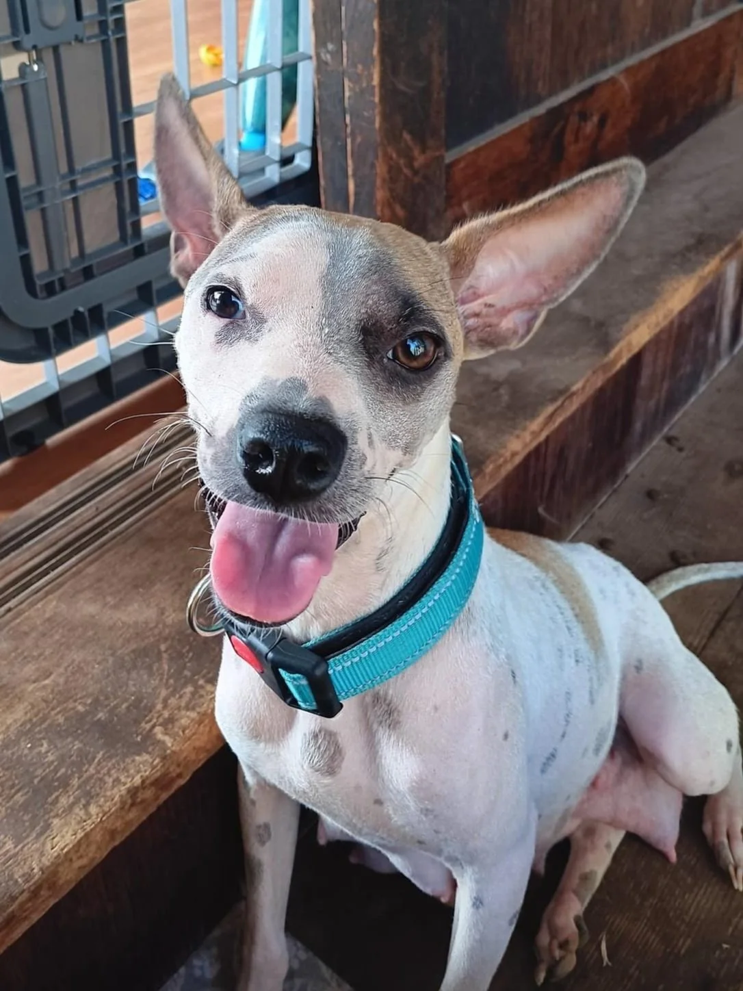 Fur-Angel Foundation