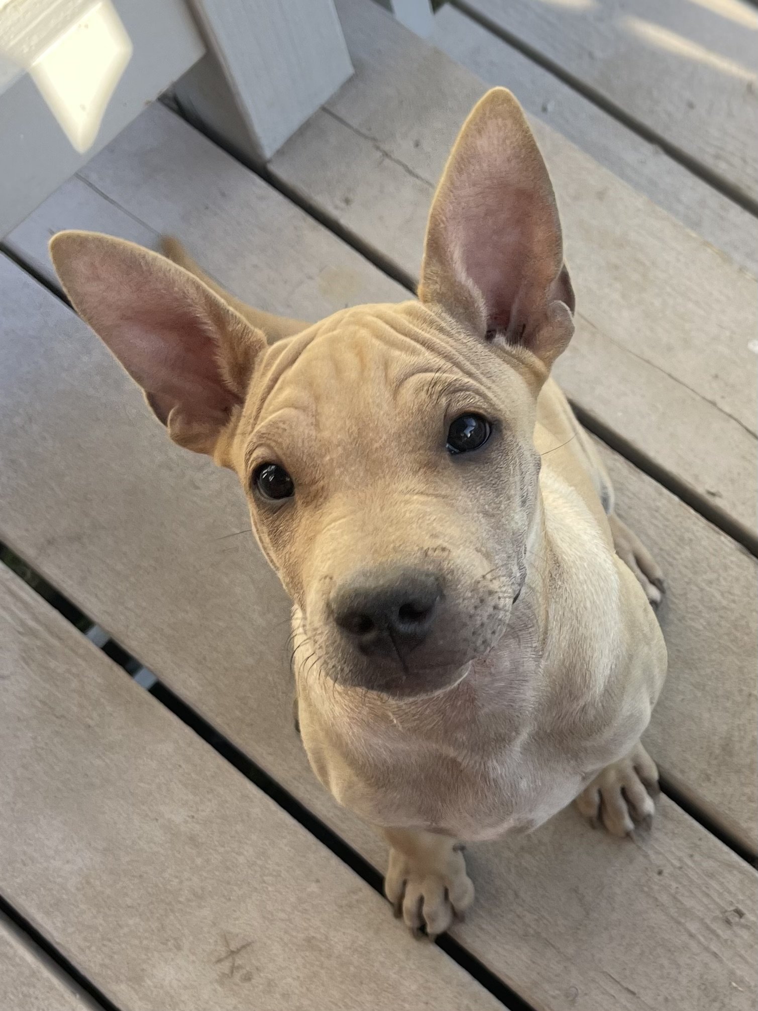 Fur-Angel Foundation