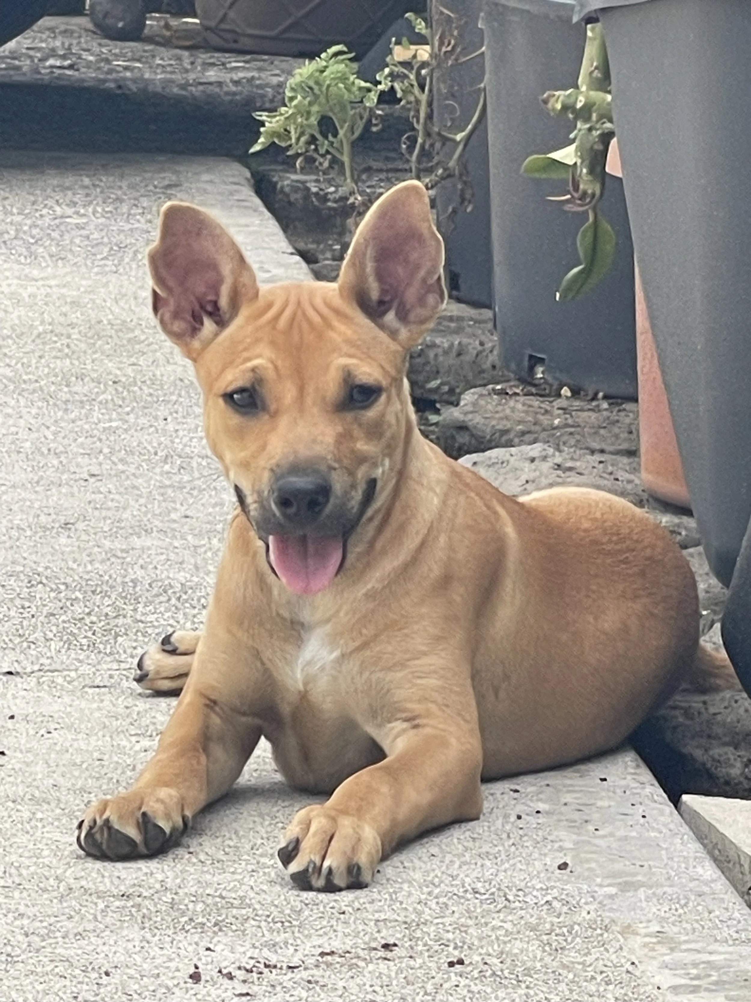 Fur-Angel Foundation