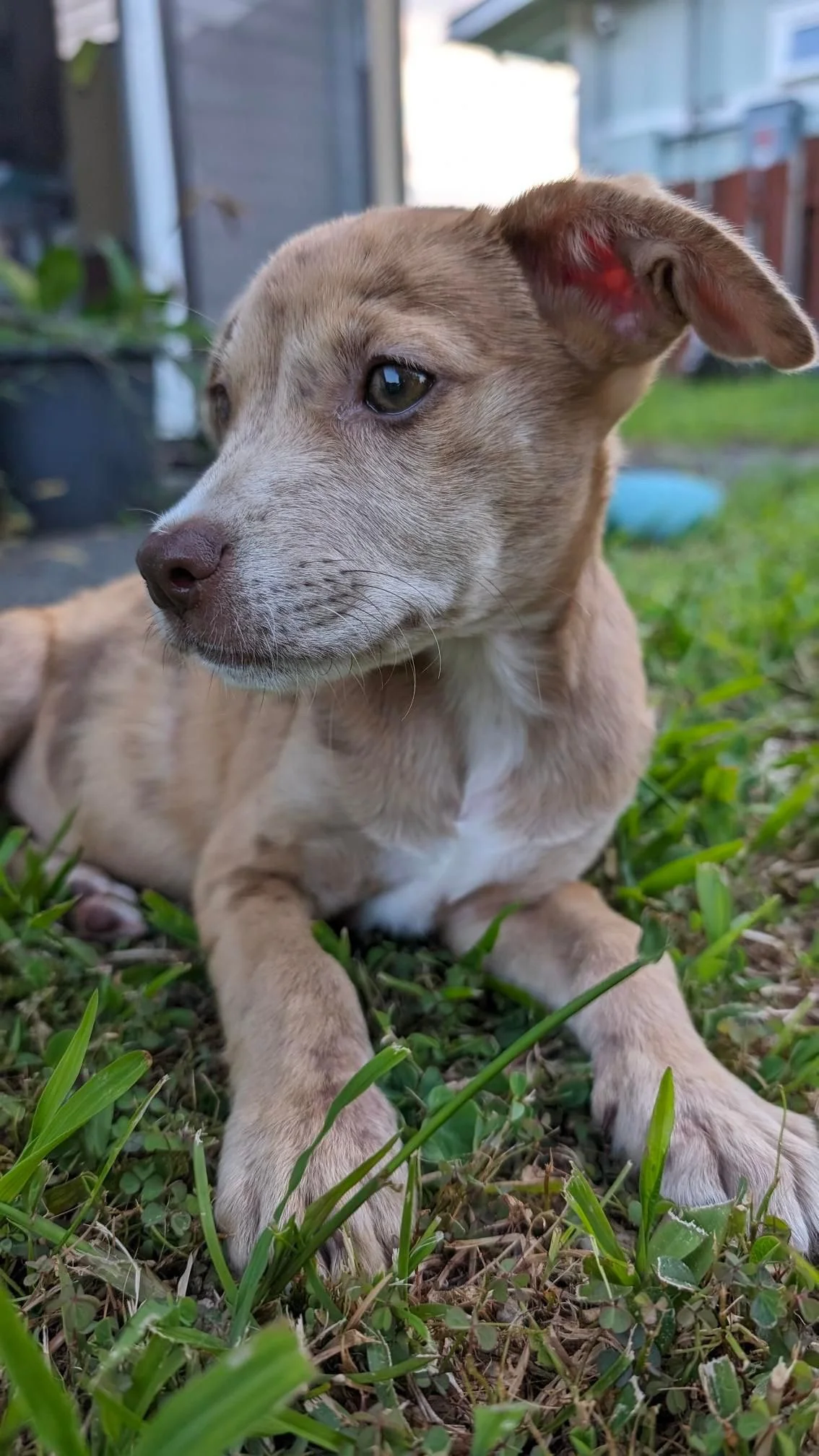 Fur-Angel Foundation